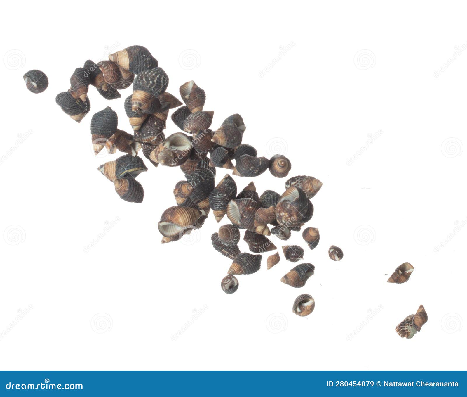 Seashell Fall Splashing in Air. Sea Shell Explosion Flying, Abstract ...