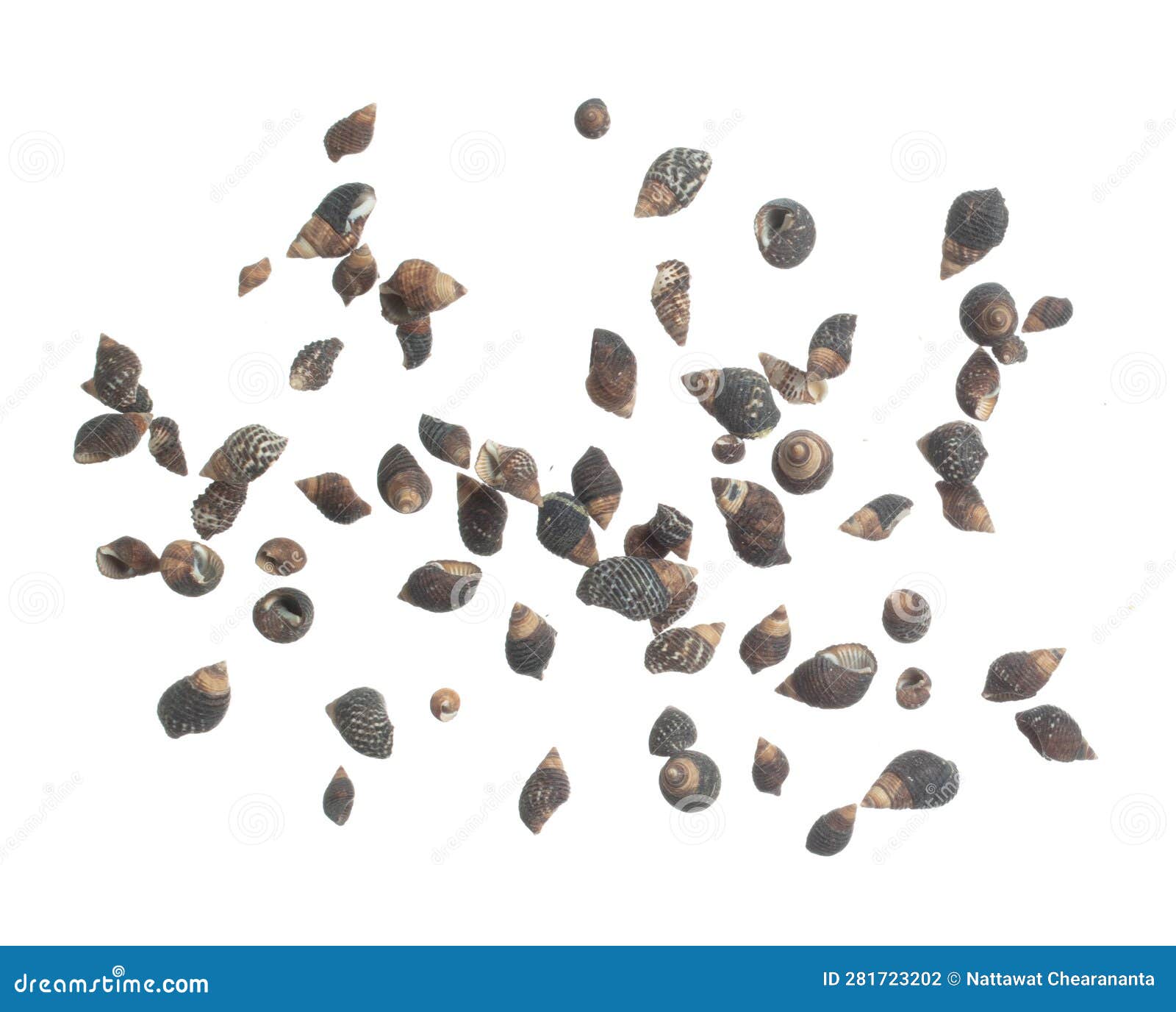 Seashell Fall Splashing in Air. Sea Shell Explosion Flying, Abstract ...