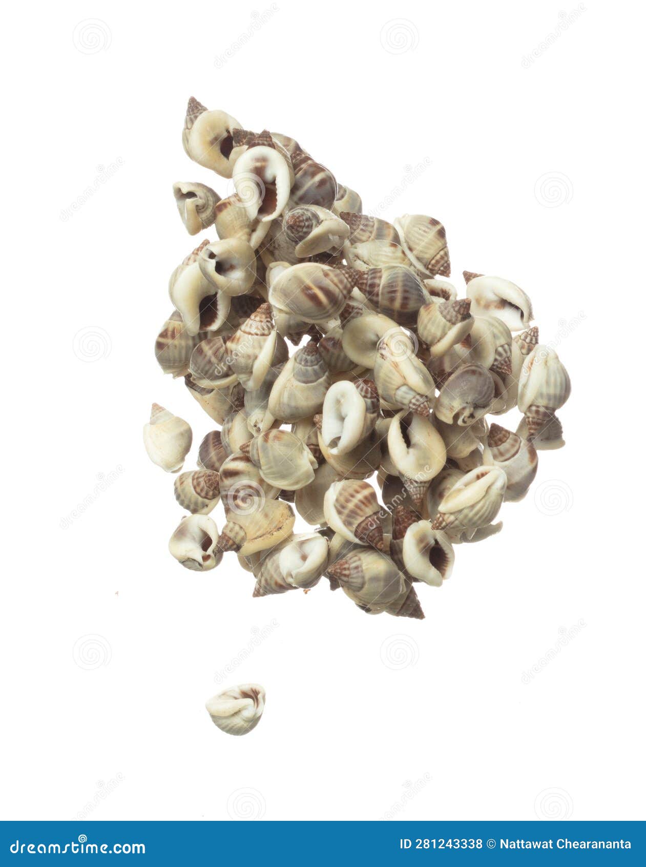 Seashell Fall Splashing in Air. Sea Shell Explosion Flying, Abstract ...