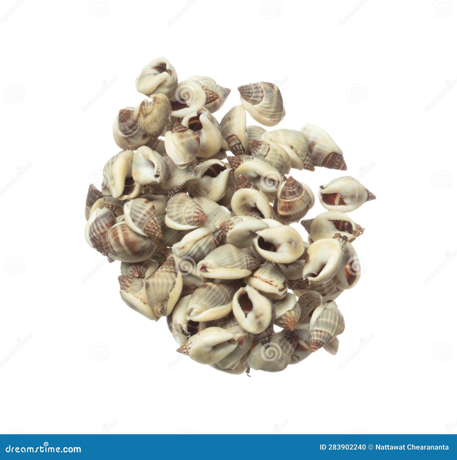 Seashell Fall Splashing in Air. Sea Shell Explosion Flying, Abstract ...