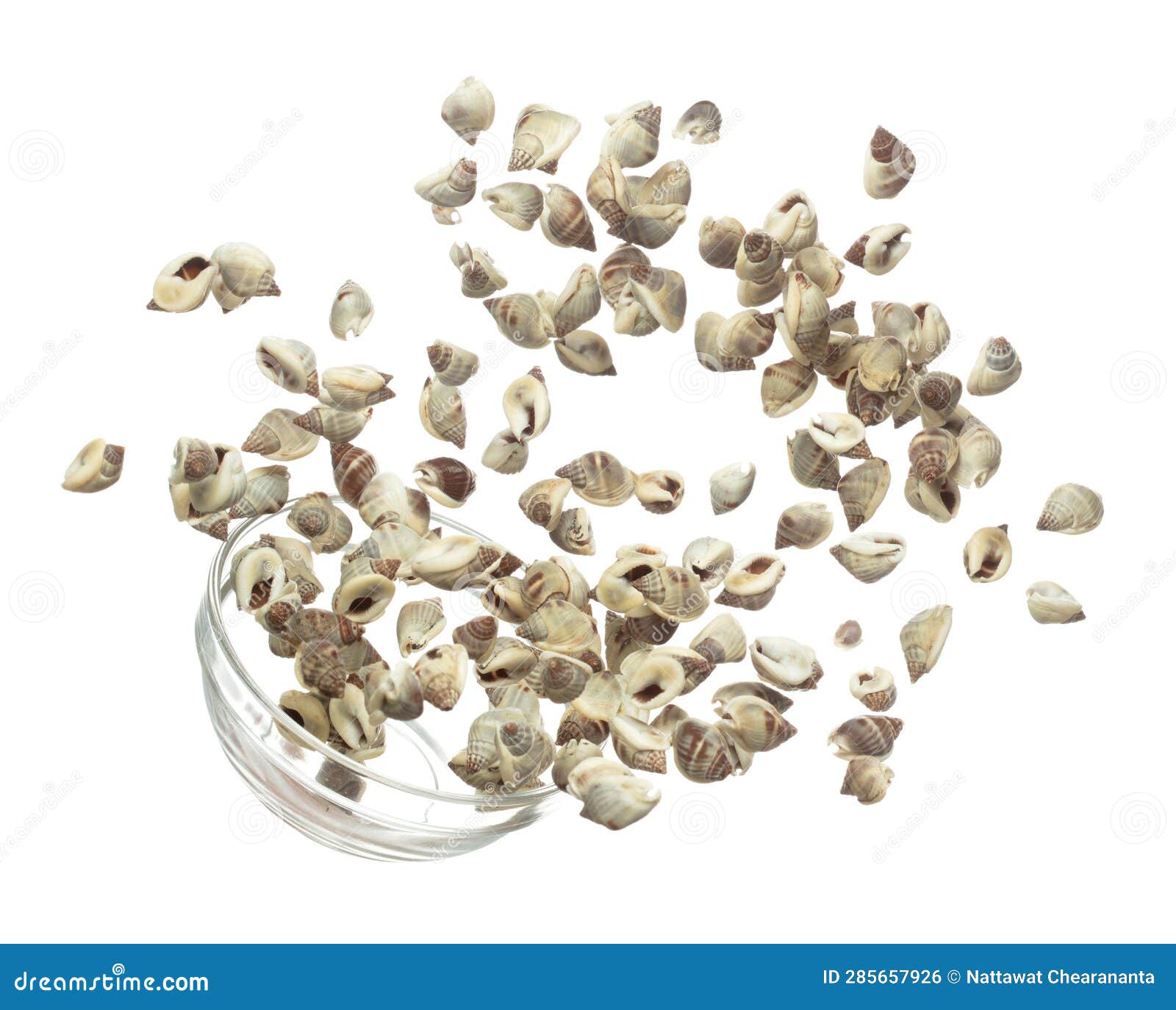 Seashell Fall Splashing in Air. Sea Shell Explosion Flying, Abstract ...