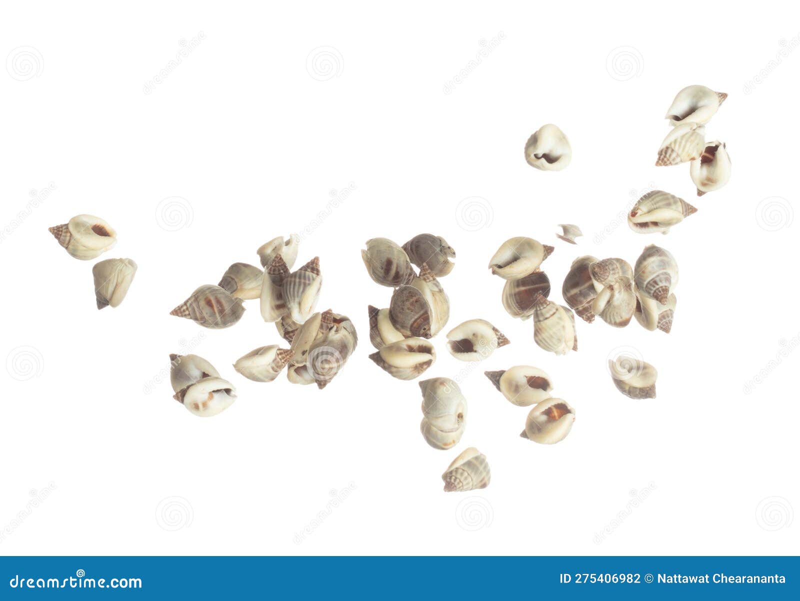 Seashell Fall Splashing in Air. Sea Shell Explosion Flying, Abstract ...