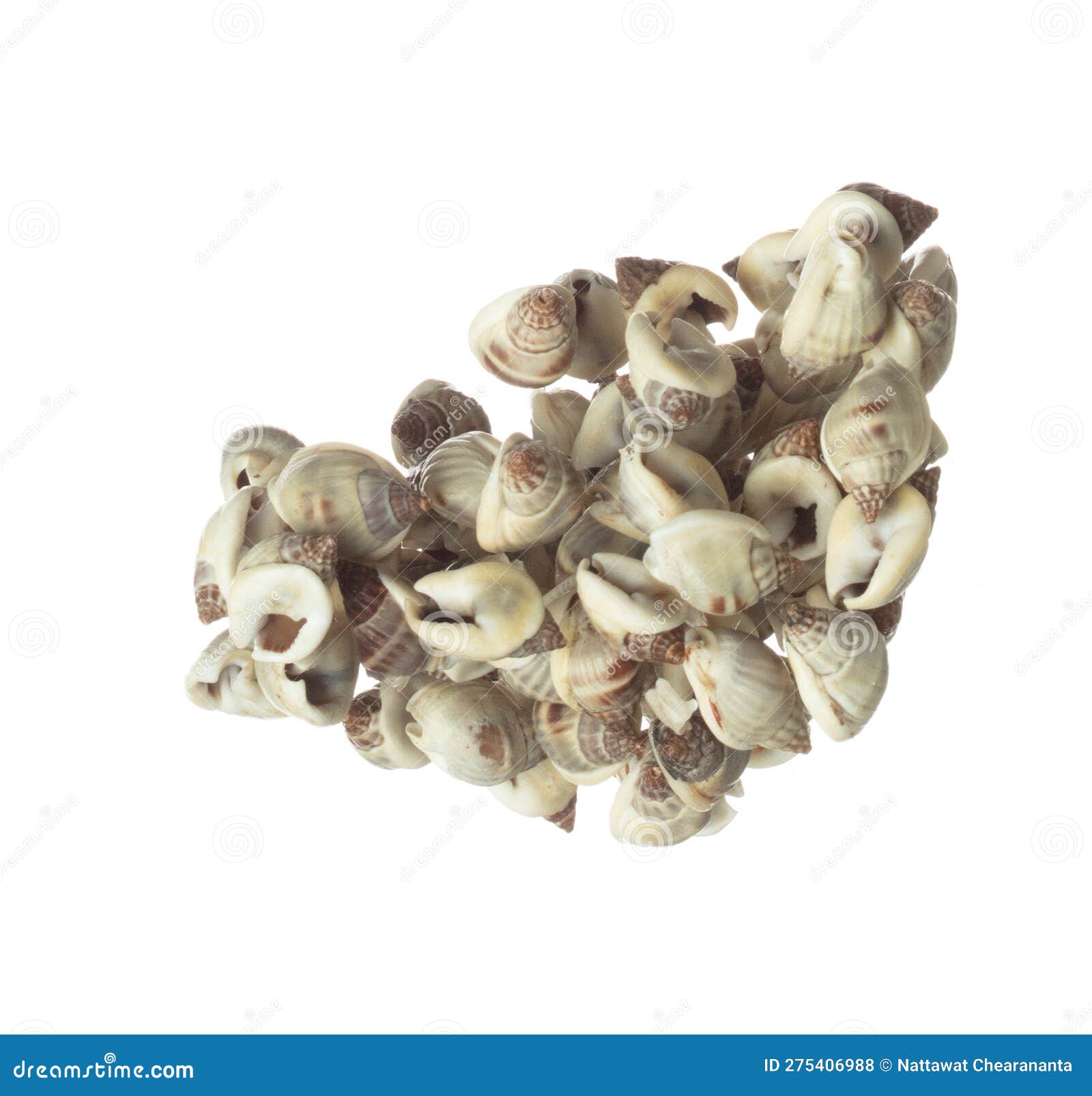 Seashell Fall Splashing in Air. Sea Shell Explosion Flying, Abstract ...