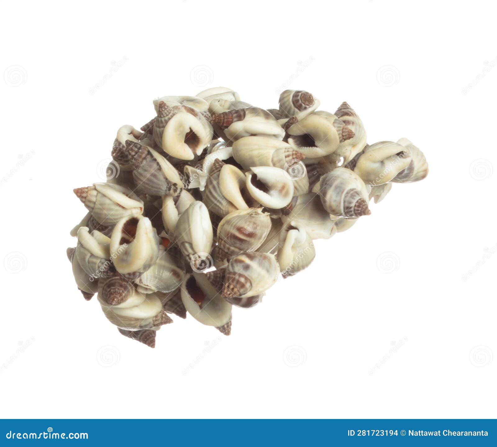 Seashell Fall Splashing in Air. Sea Shell Explosion Flying, Abstract ...