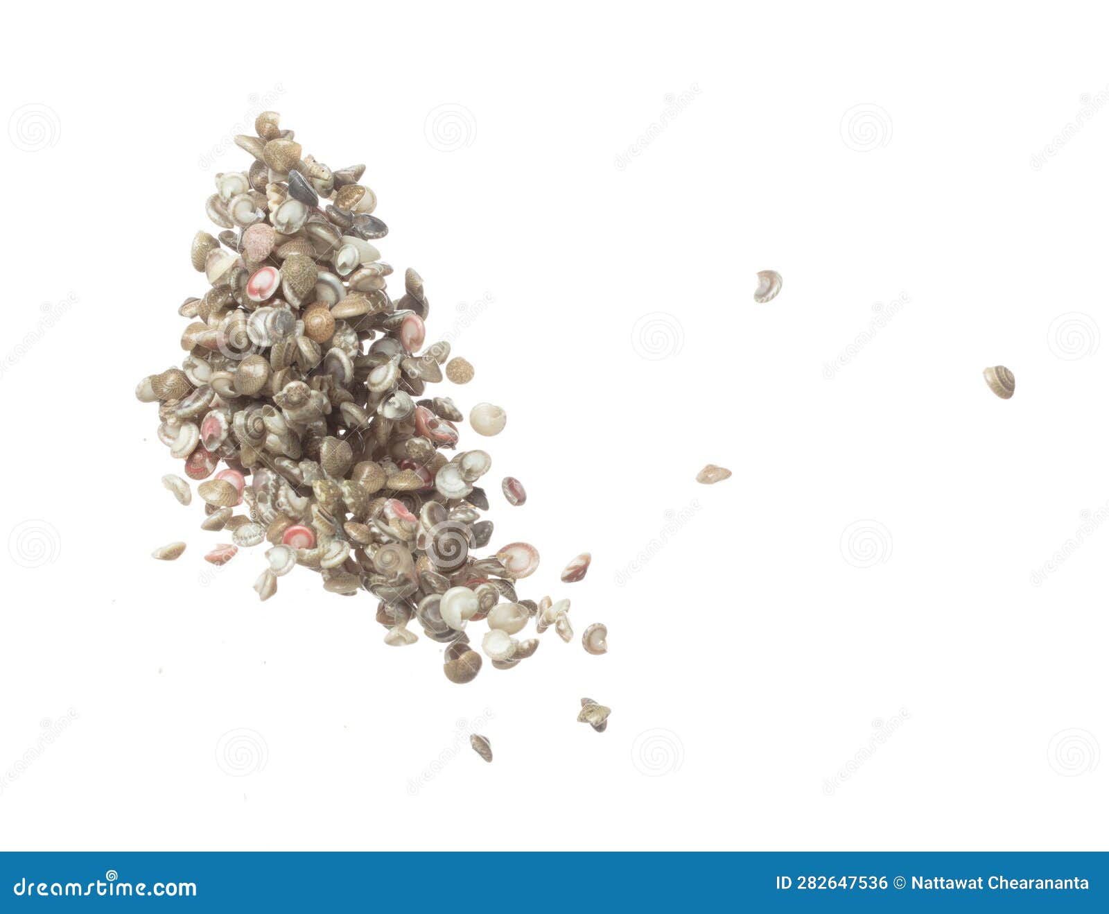 Seashell Fall Splashing in Air. Sea Shell Explosion Flying, Abstract ...