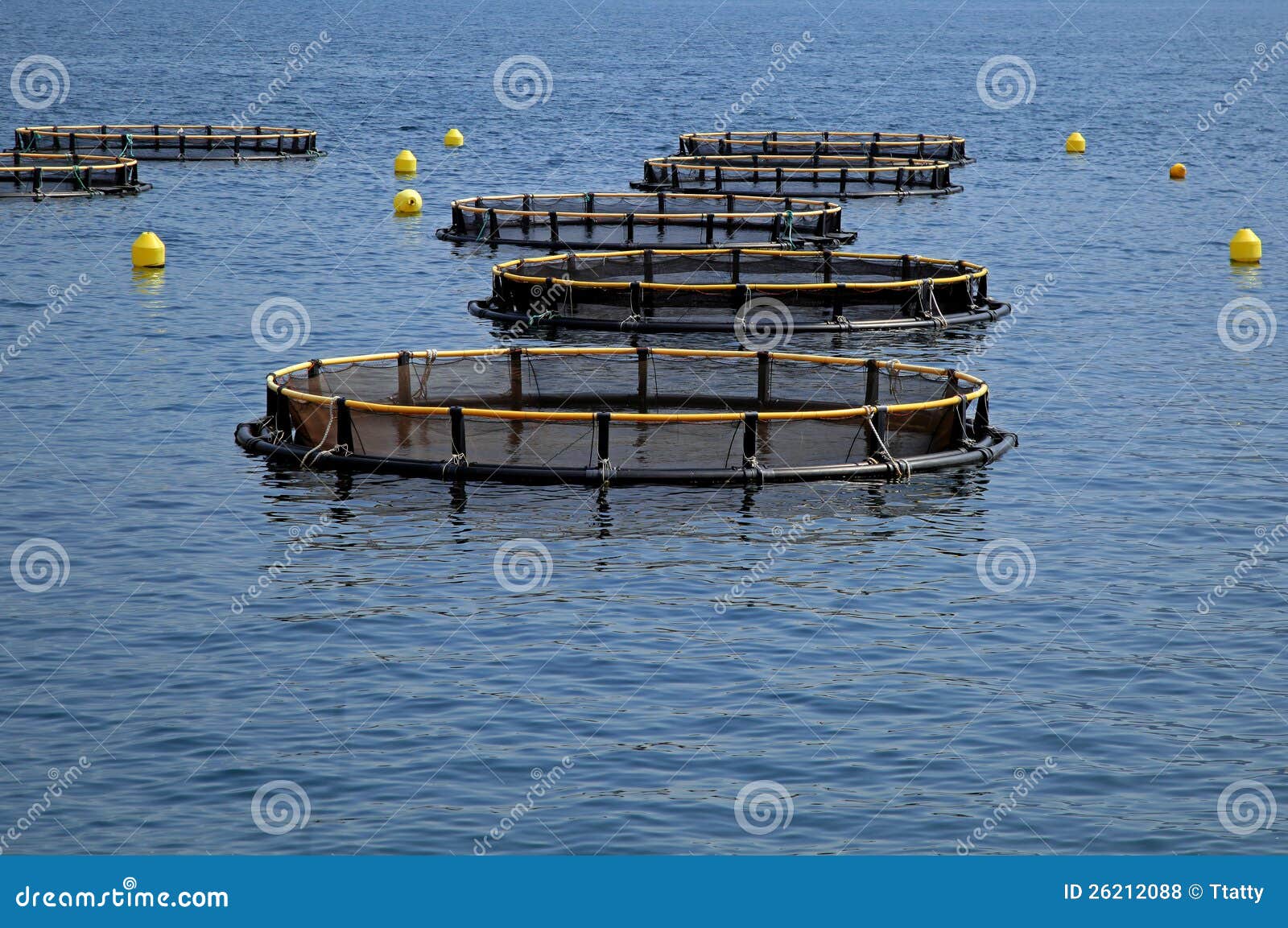 Seashell farm stock photo. Image of seaside, farm, aqua - 26212088