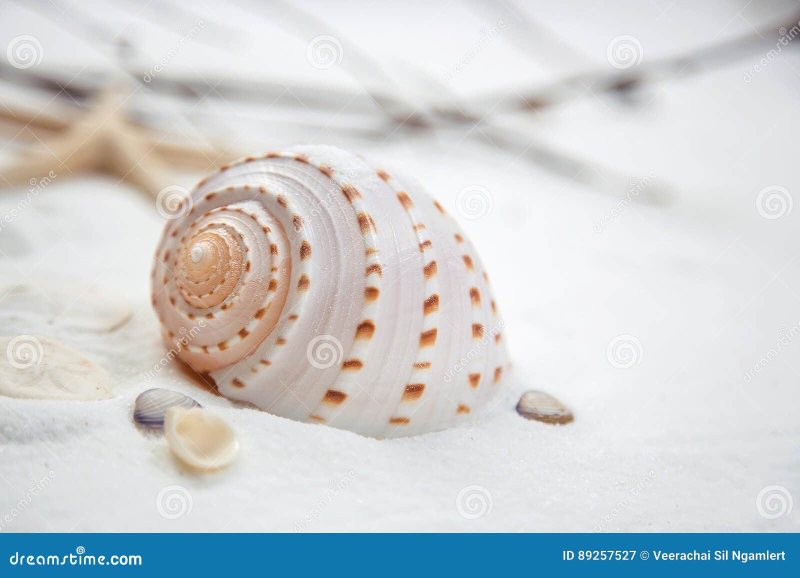 Seashell on a Fine White Sand. Stock Image - Image of fresh, starfish ...