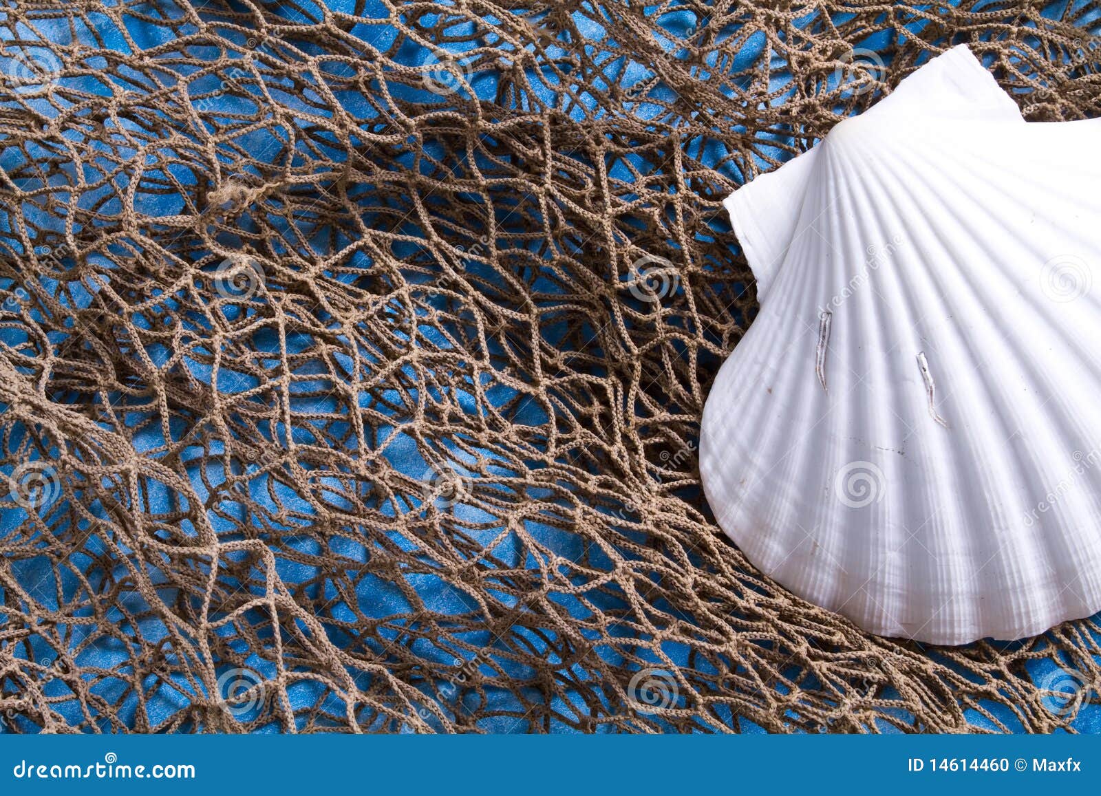 Seashell on fishing net stock photo. Image of closeup - 14614460
