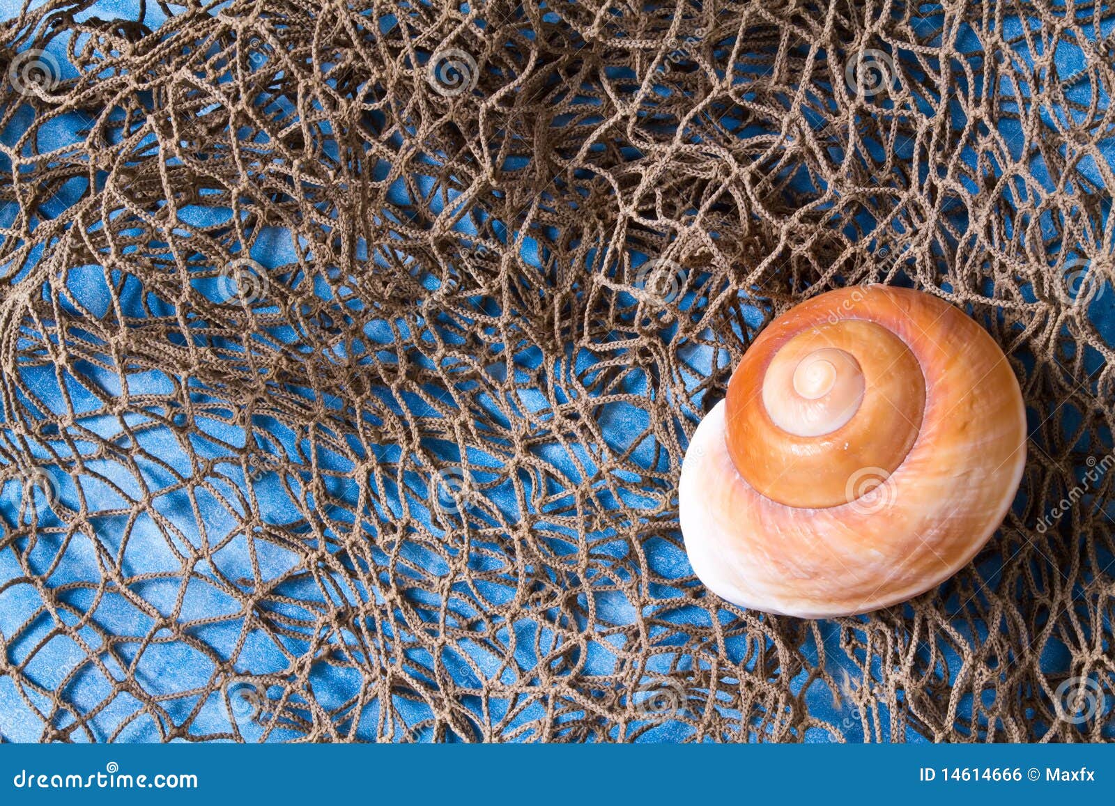 Seashell on fishing net stock photo. Image of fishing - 14614666