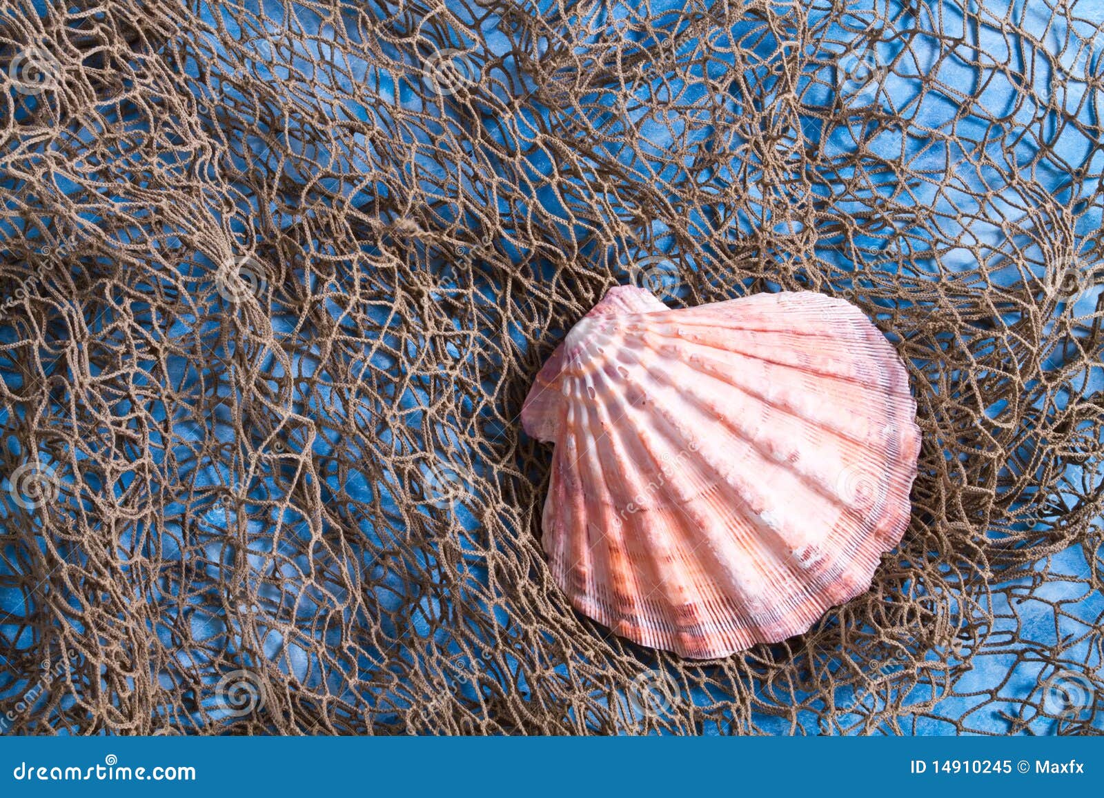 Seashell on fishing net stock image. Image of fishing - 14910245