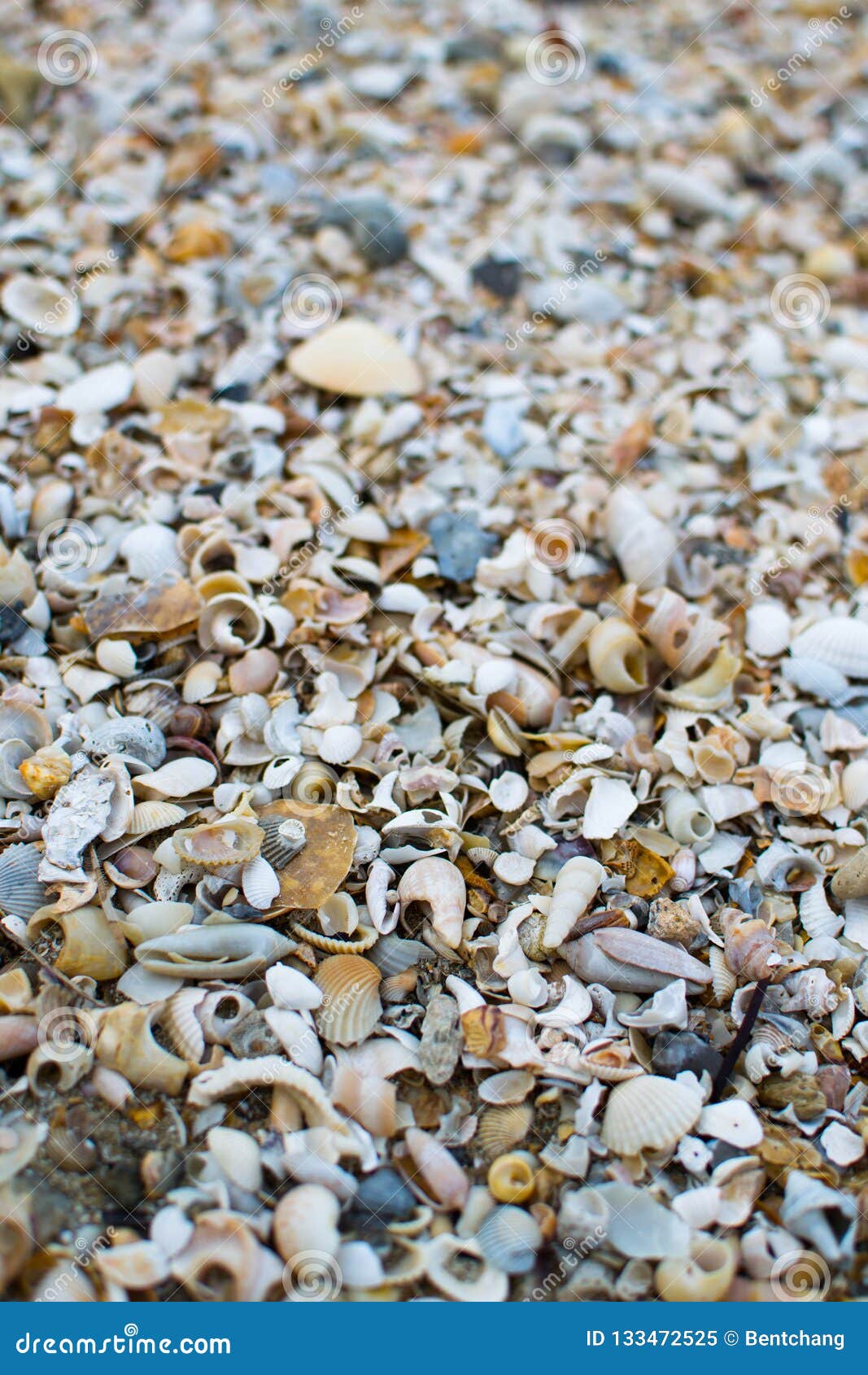 Seashell on the Floor, Tropical Beach. Stock Image - Image of lots ...