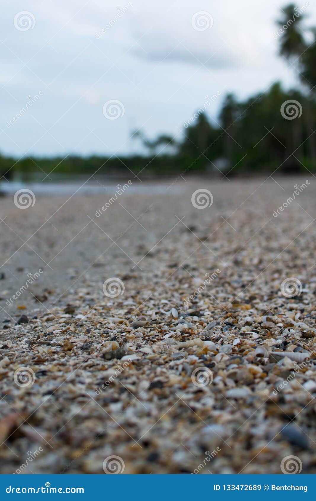 Seashell on the Floor, Tropical Beach. Stock Image - Image of seashell ...