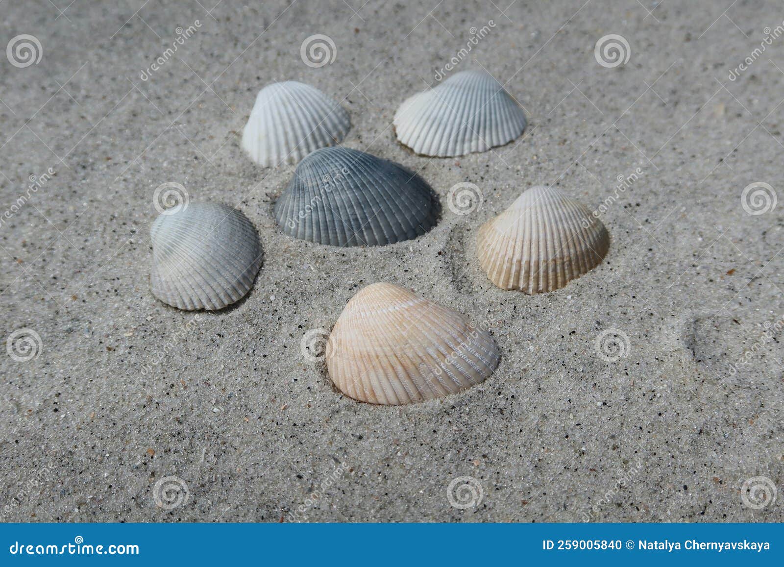 Seashell on the Florida Beach, Closeup Stock Photo - Image of pleasure ...