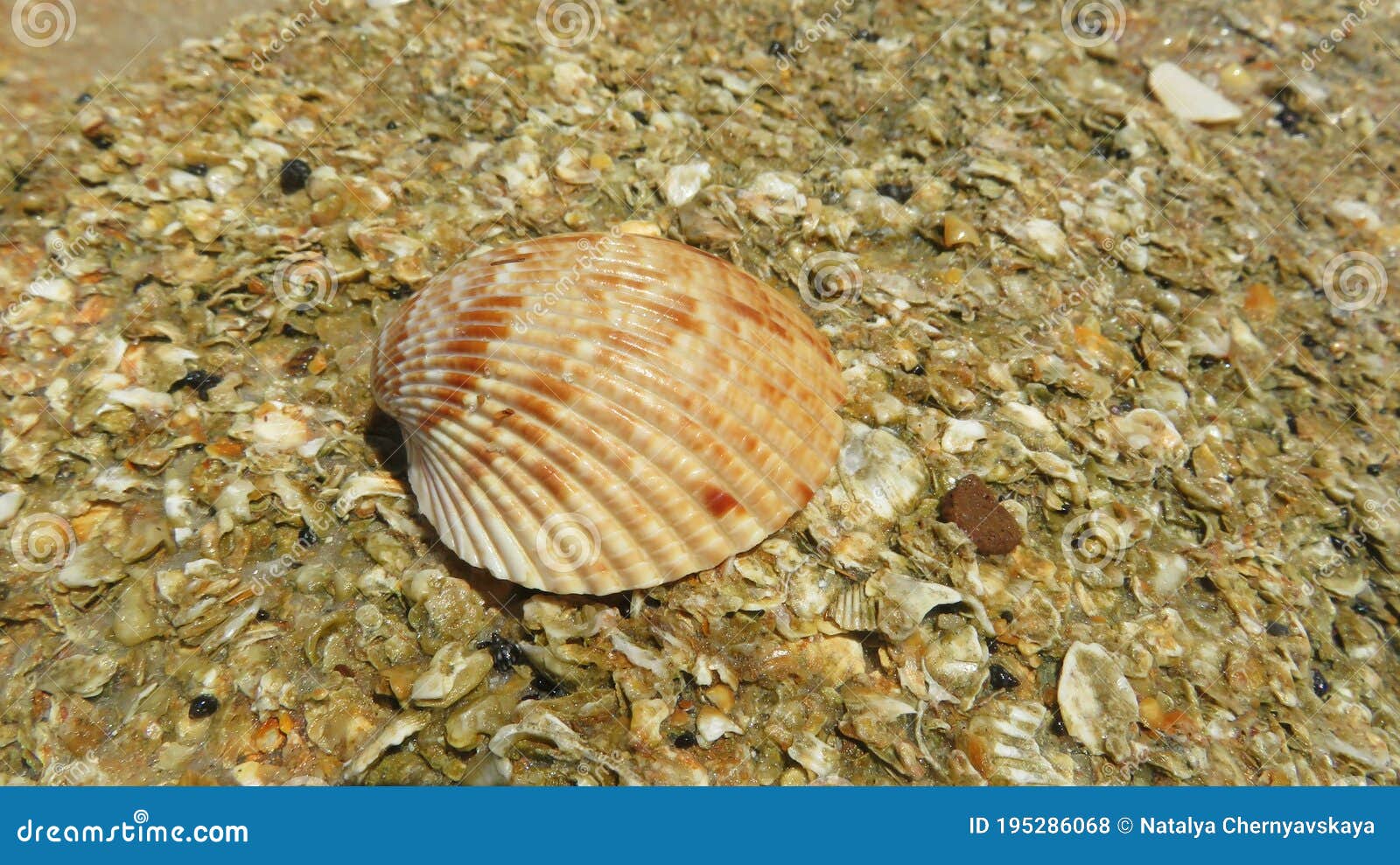 Seashell on Florida beach stock photo. Image of view - 195286068