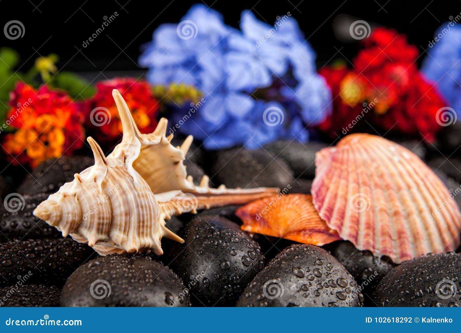 Seashell and Flowers on Black Stone , Suitable for Background Stock ...