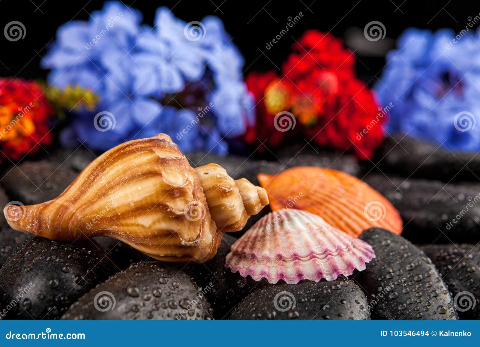 Seashell And Flowers On Black Stone , Suitable For Background Stock ...