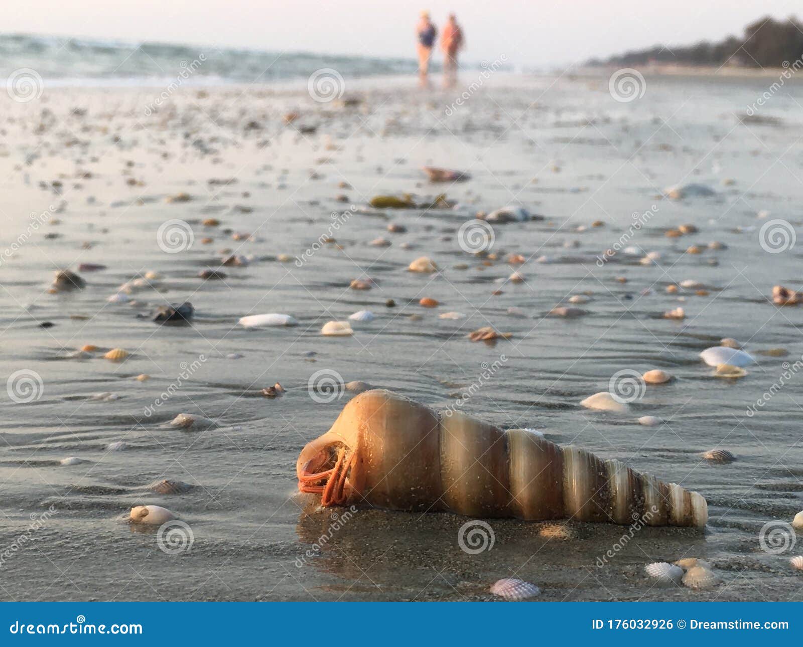 Seashell in Focus on the Seashore Stock Photo - Image of sunset, calm ...