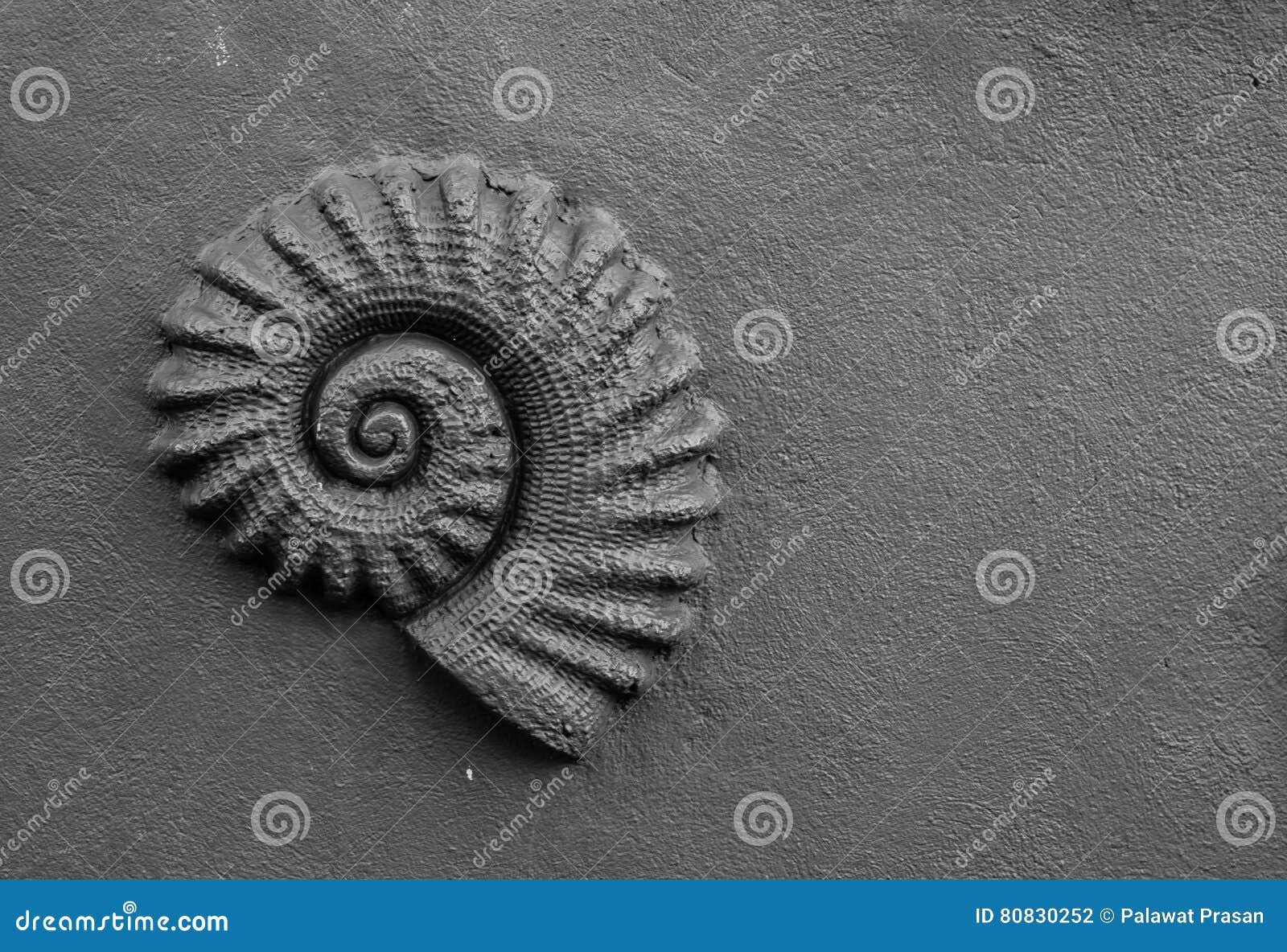 2,536 Ancient Seashell Stock Photos - Free & Royalty-Free Stock Photos ...