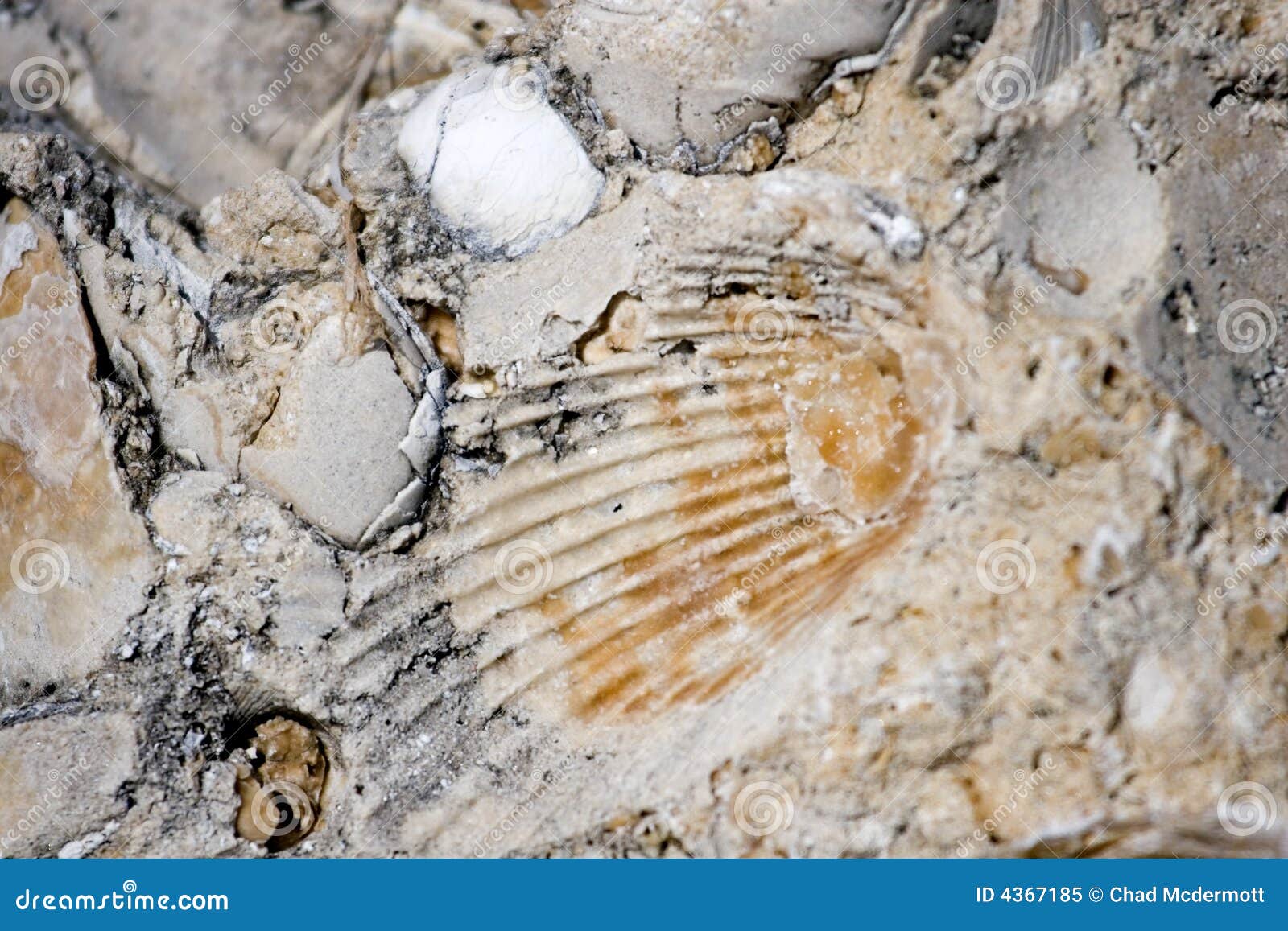 Seashell Fossil In Harvard Museum Of Natural History Royalty-Free Stock ...