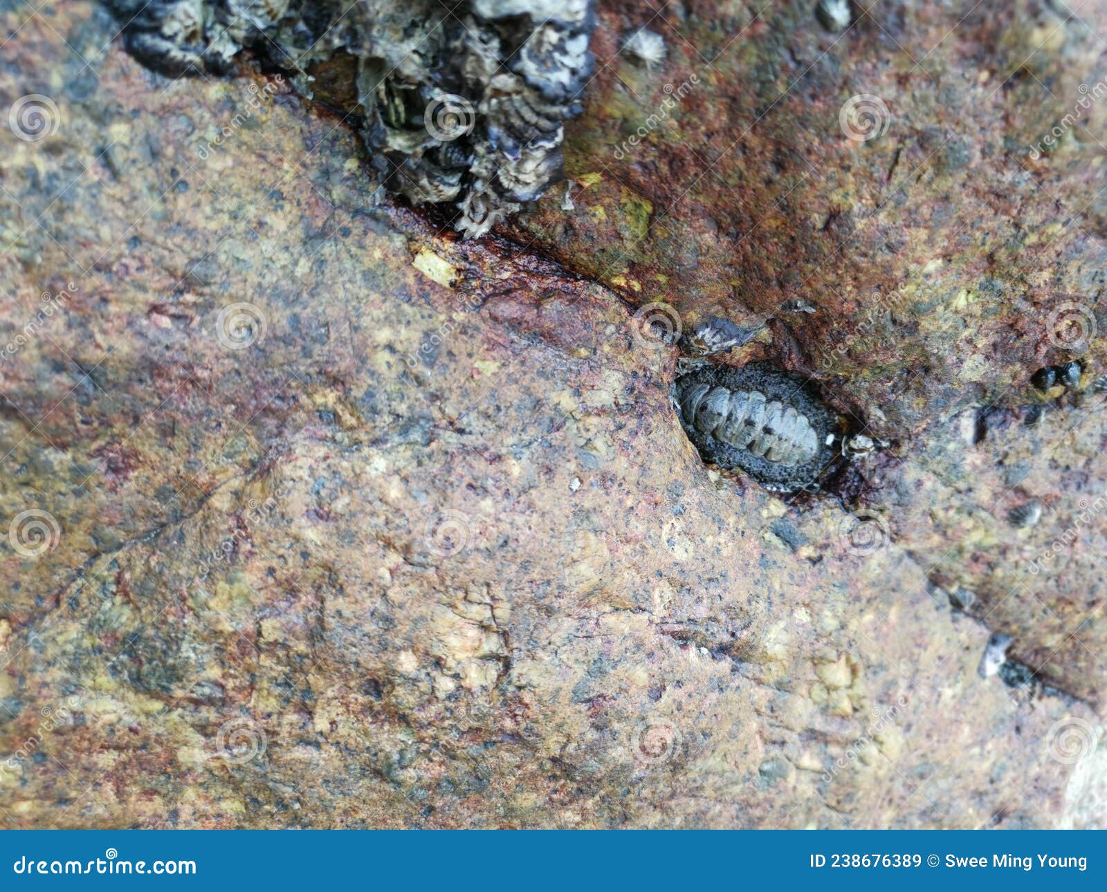 Seashell Fossil Stick or Cover the Surface of Rock or Boulder Stone ...