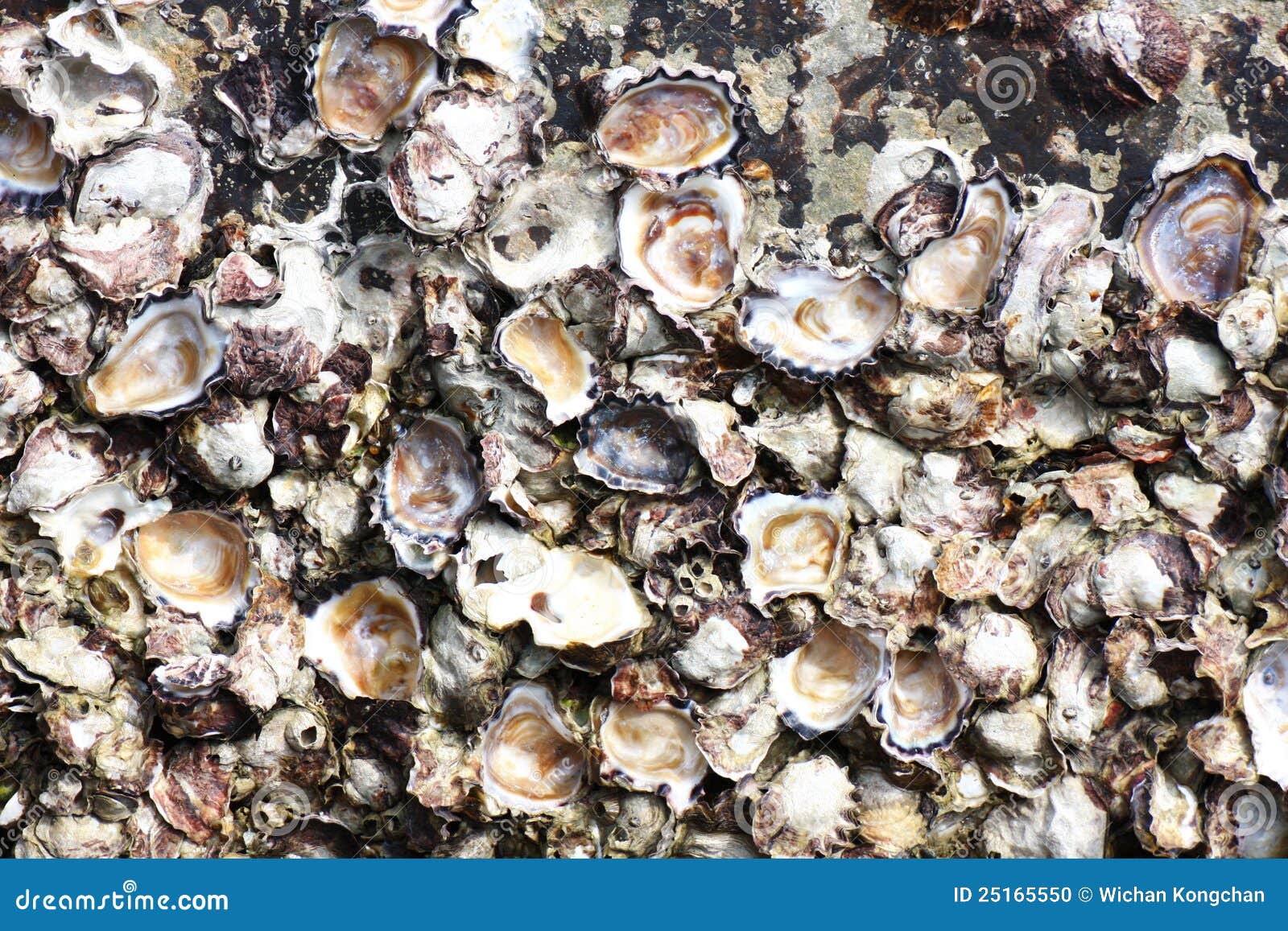 Seashell fossil texture stock photo. Image of invertebrate - 25165550