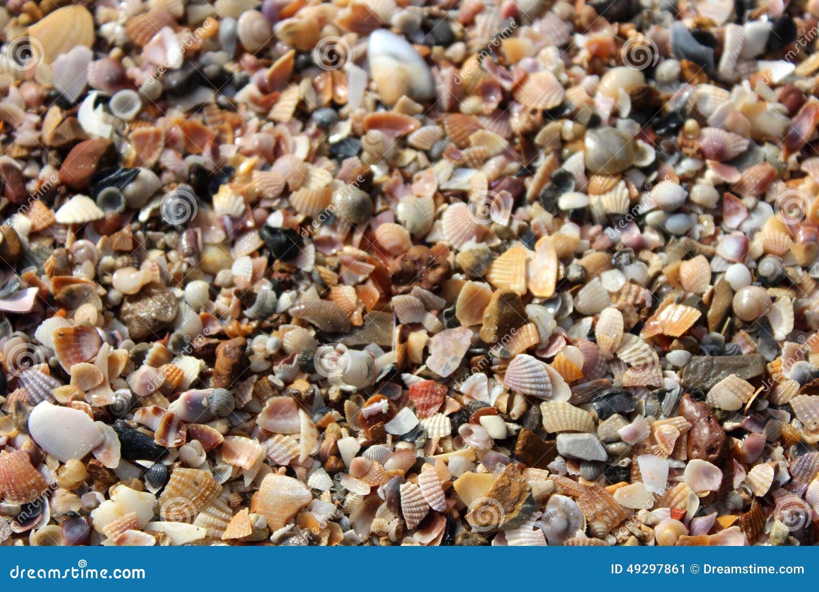 Seashell fragments stock image. Image of broken, landscape - 49297861