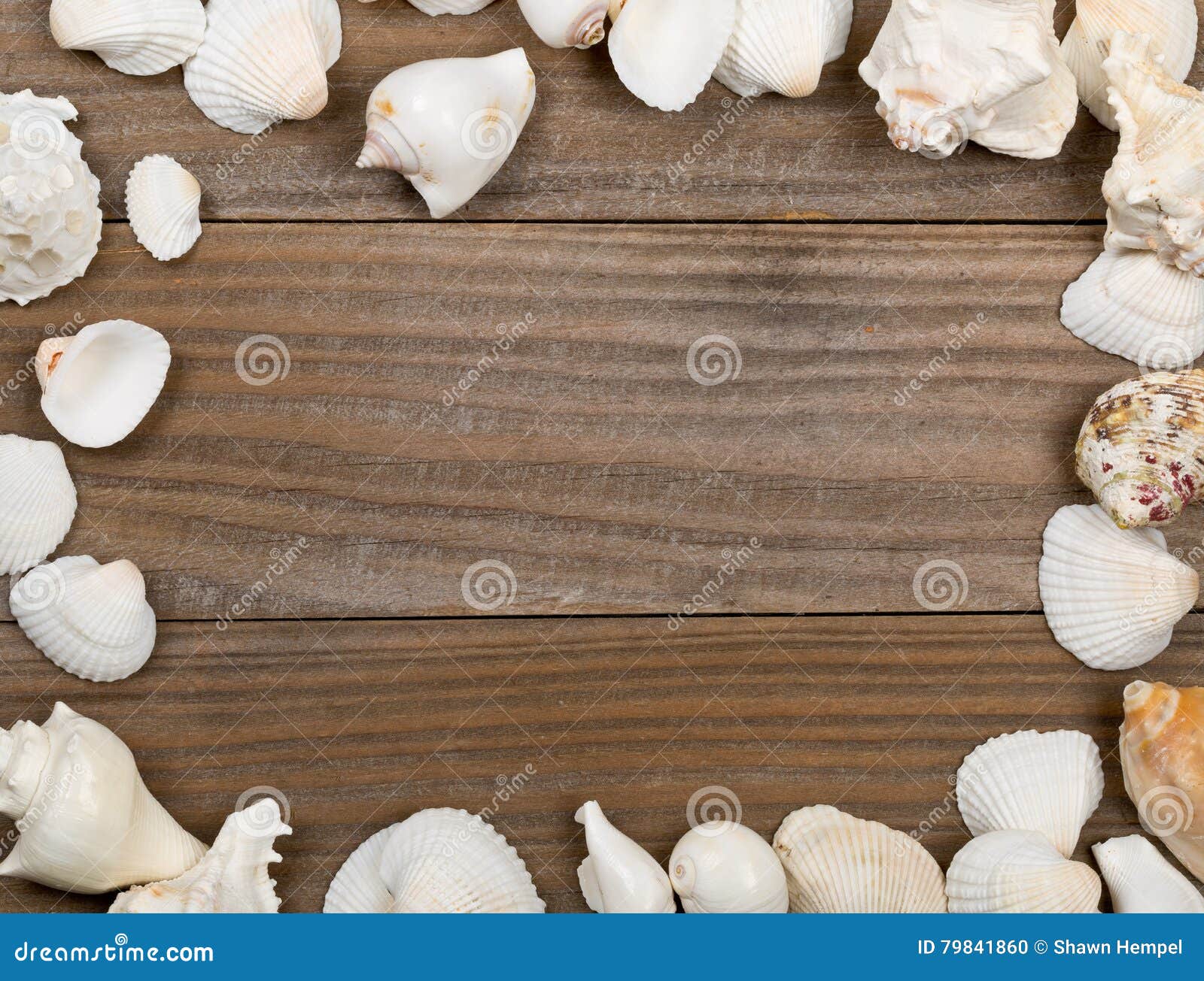 Seashell Frame on Brown Wooden Boards Stock Photo - Image of nautilus ...