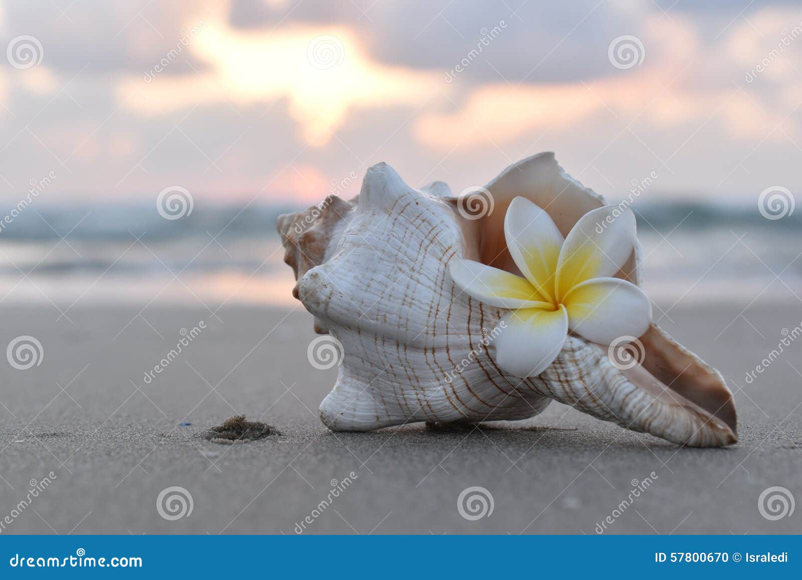 SEA SHELL and PLUMERIA FLOWER at SUNSET Stock Photo - Image of flower ...