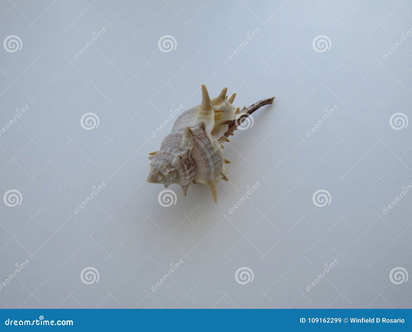 Seashell beauii stock image. Image of view, murex, beauii - 109162299