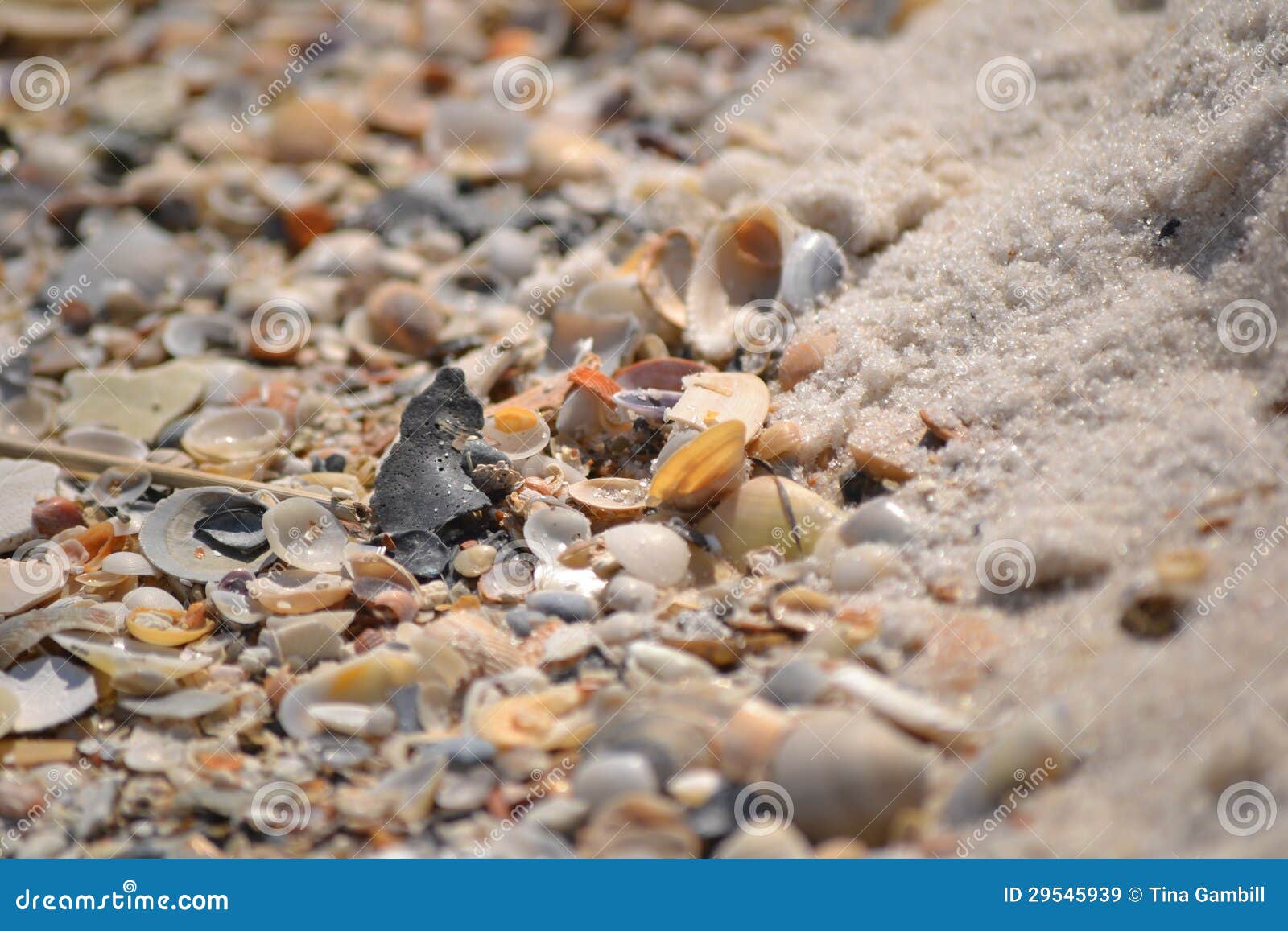 Seashell gathering stock image. Image of relax, july - 29545939
