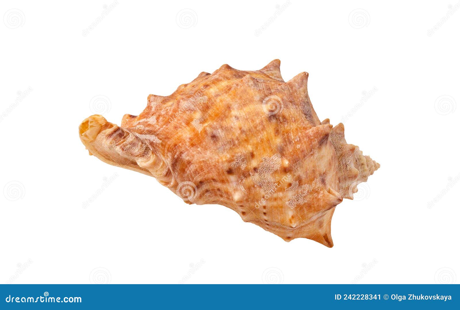 Seashell Geïsoleerd Op Witte Achtergrond. Schelp Van Weekdieren Stock ...