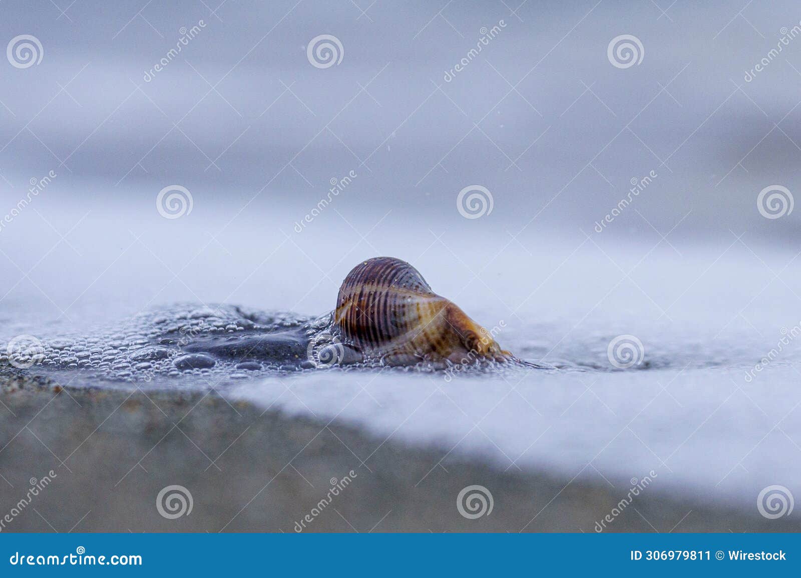 The Shell is Floating Across the Water at the Beach with Its Shell on ...