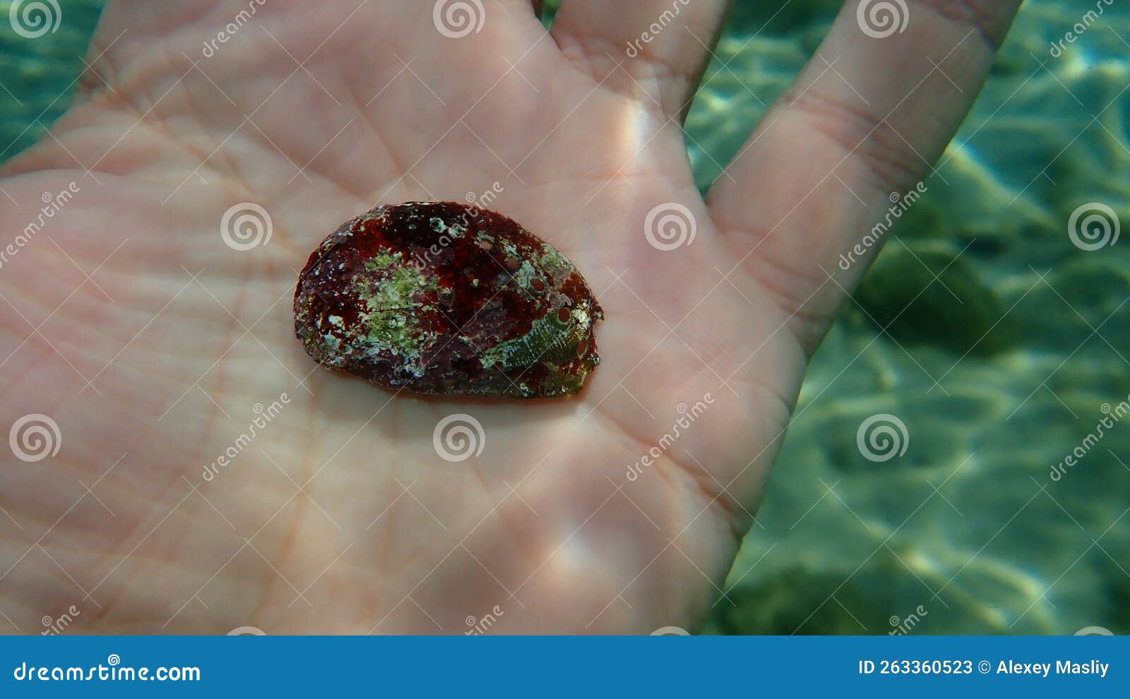 Seashell of Green Ormer or Ear Shell (Haliotis Tuberculata) on the Hand ...
