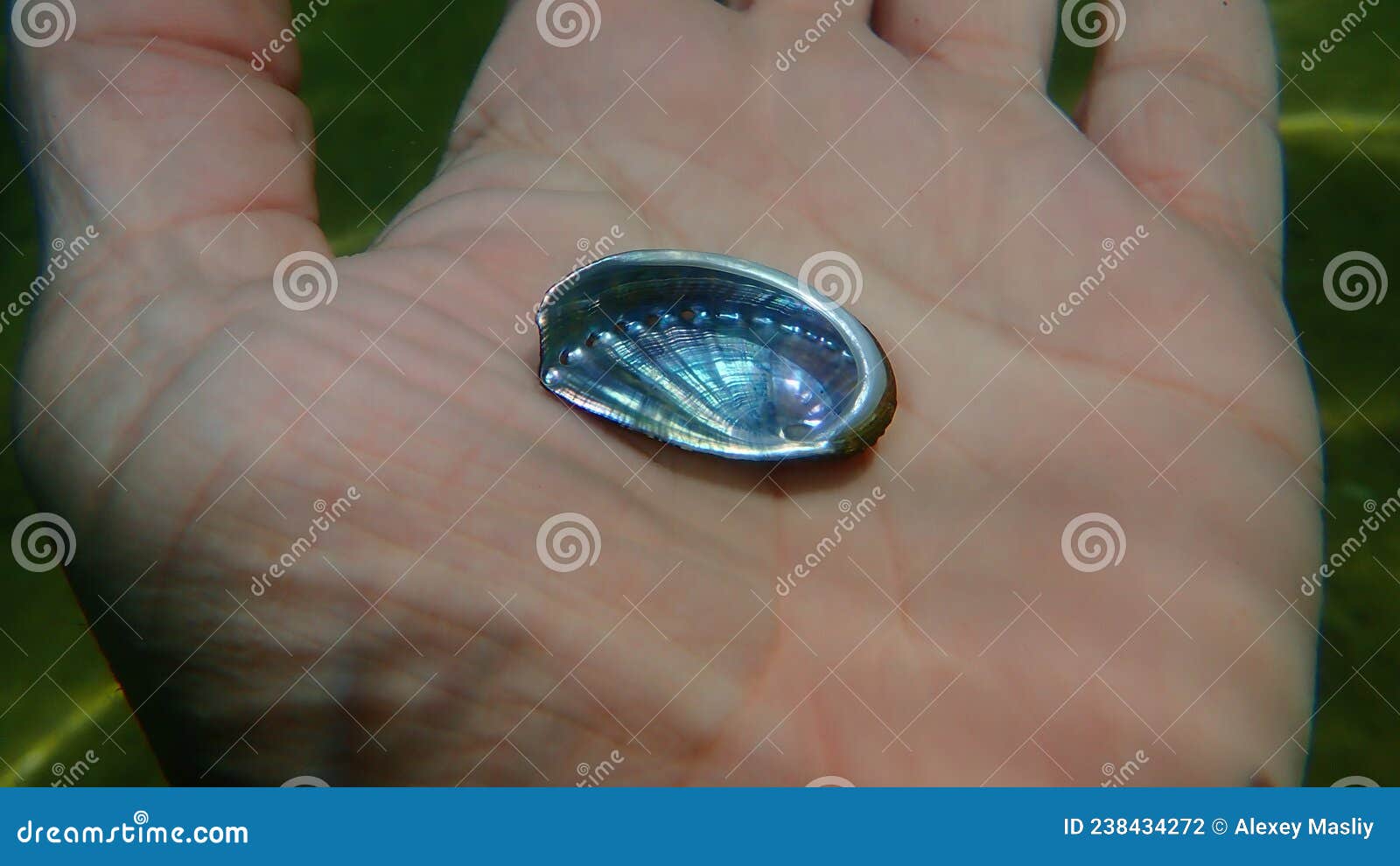 Seashell of Green Ormer or Ear Shell Haliotis Tuberculata on the Hand ...