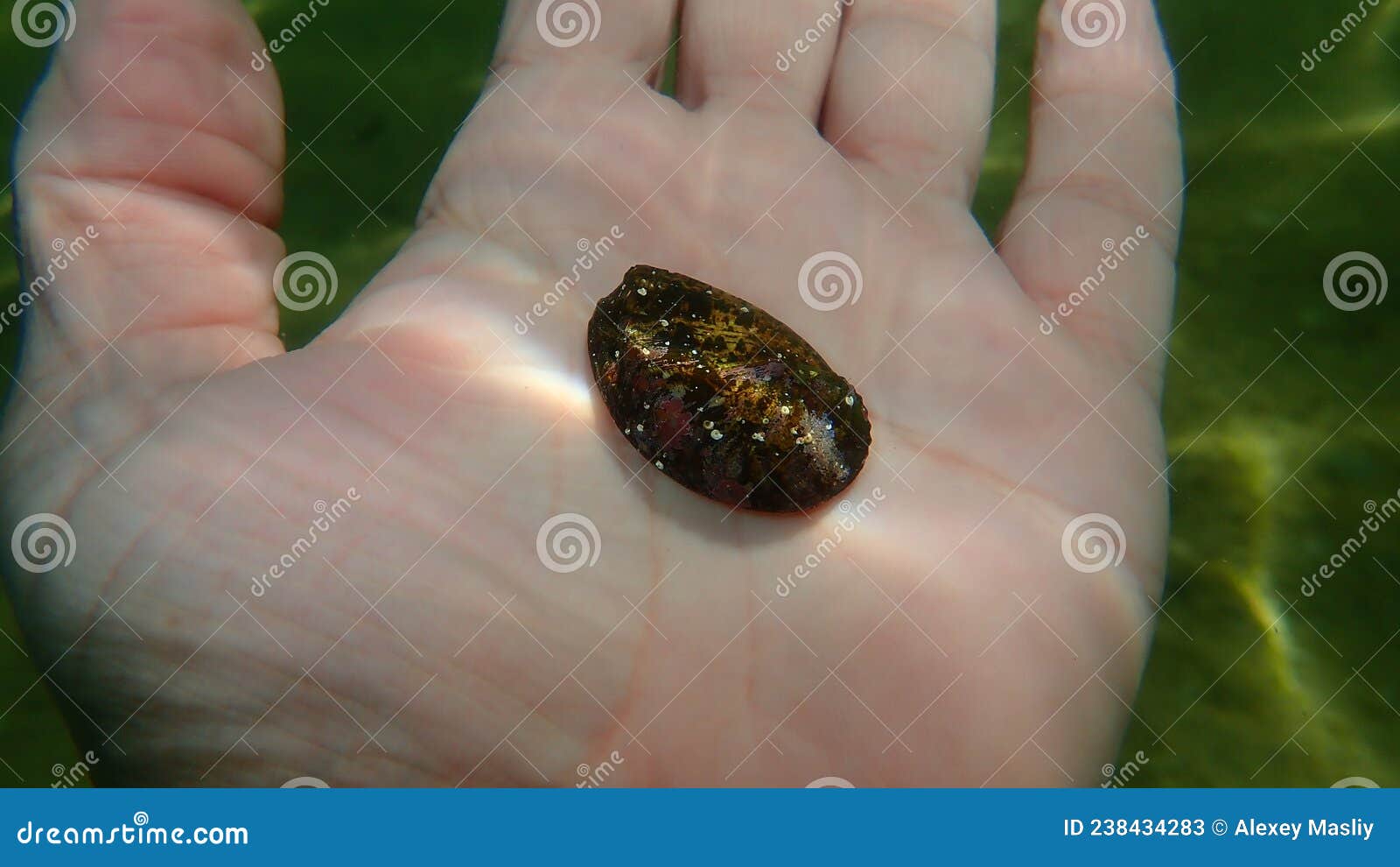 Seashell of Green Ormer or Ear Shell Haliotis Tuberculata on the Hand ...