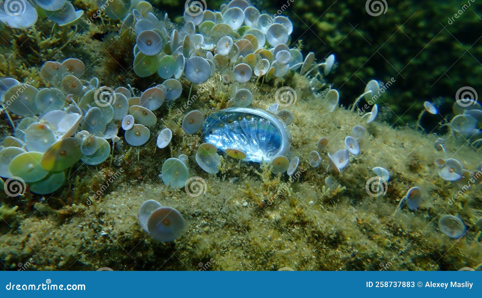 Seashell of Green Ormer or Ear Shell (Haliotis Tuberculata) on Sea ...