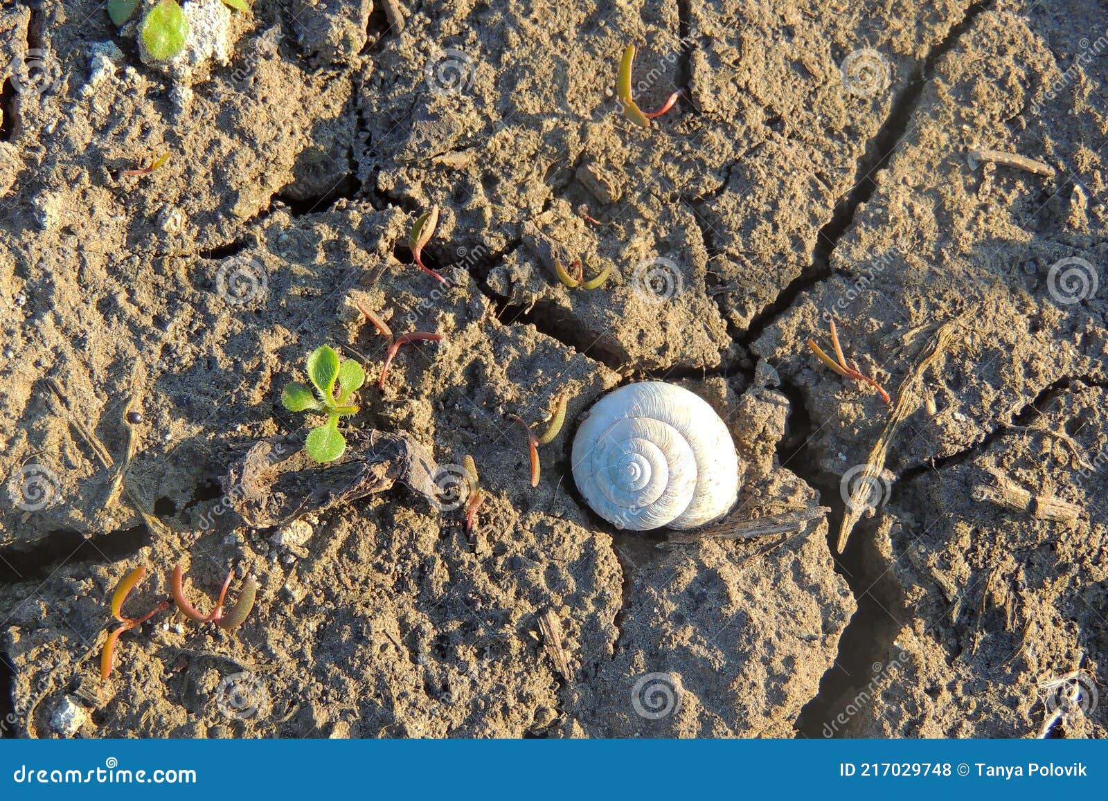 Seashell on the Ground, Background Stock Photo - Image of environment ...