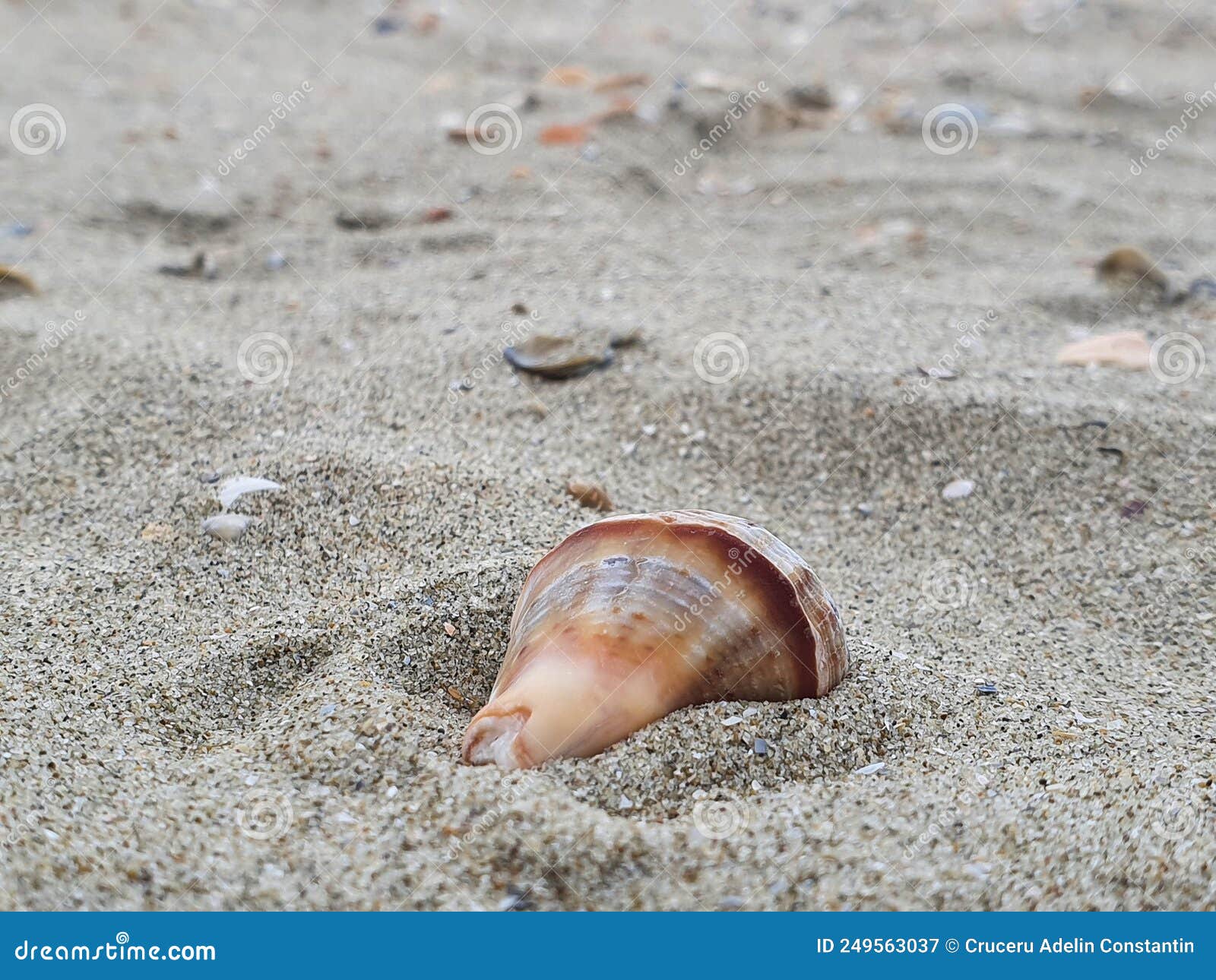 Seashell Half in the Sand of Black Sea Stock Image - Image of wildlife ...