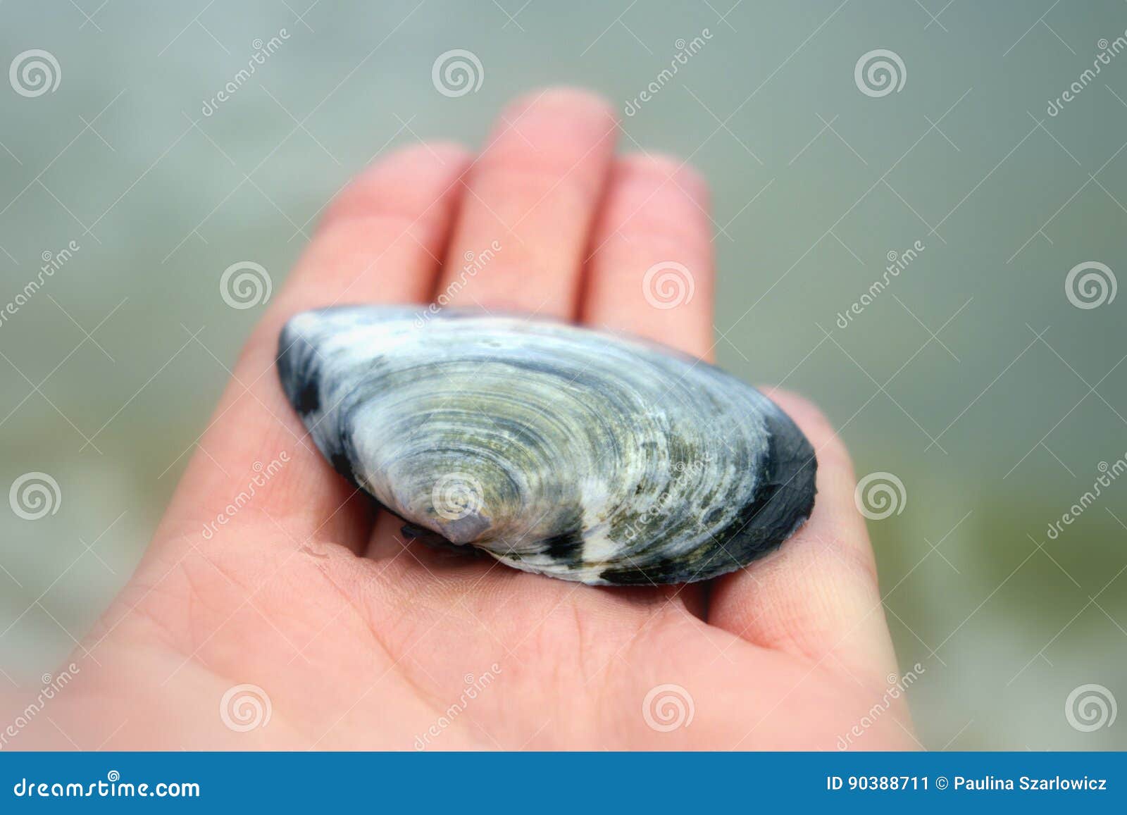 Seashell stock image. Image of seashell, hope, sand, peace - 90388711