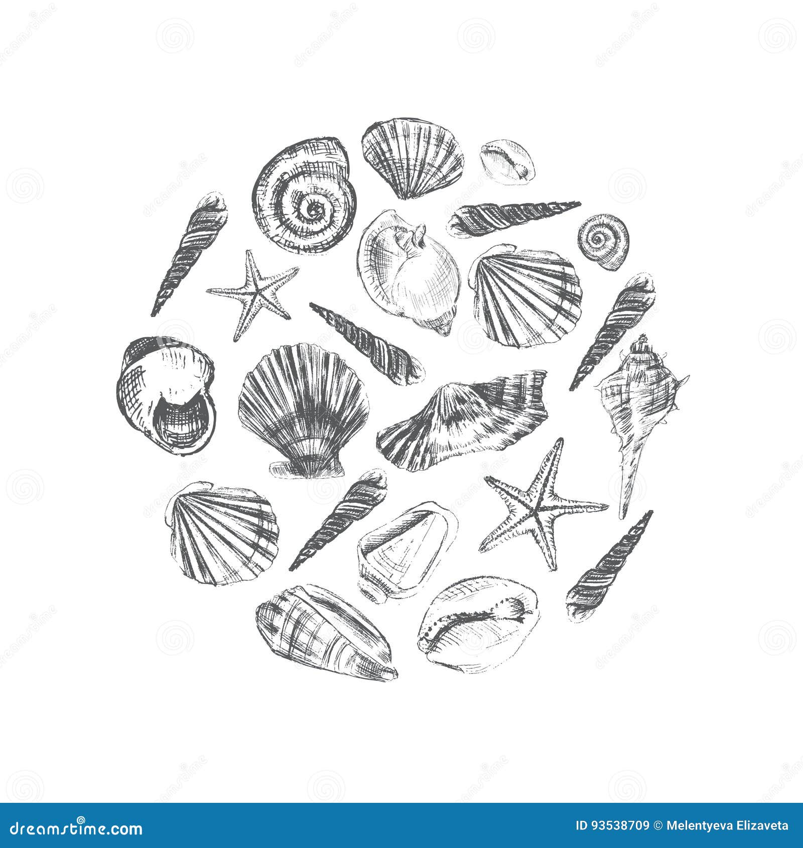 Seashell Hand Drawn Vector Etching Sketch Isolated on White Background ...