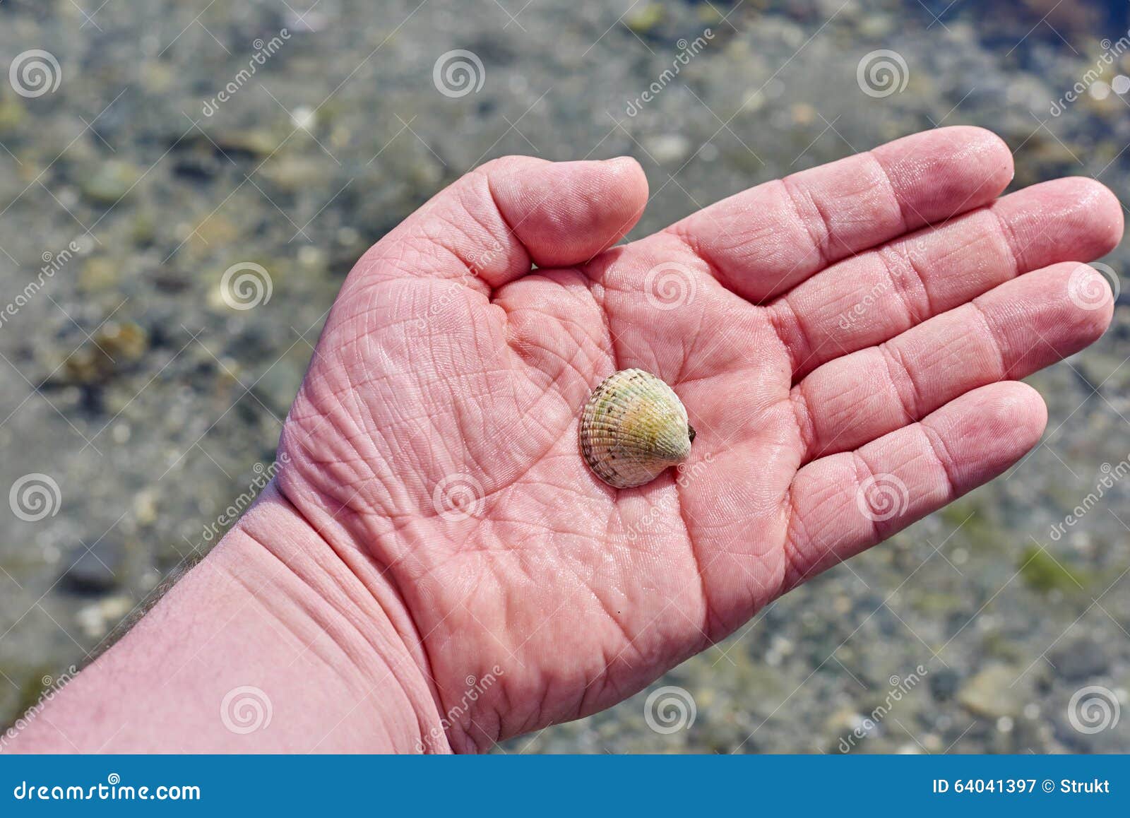 Seashell in Hand stock image. Image of palm, coast, marine - 64041397