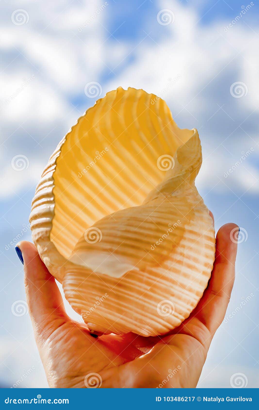Seashell in hand stock image. Image of beautiful, collect - 103486217