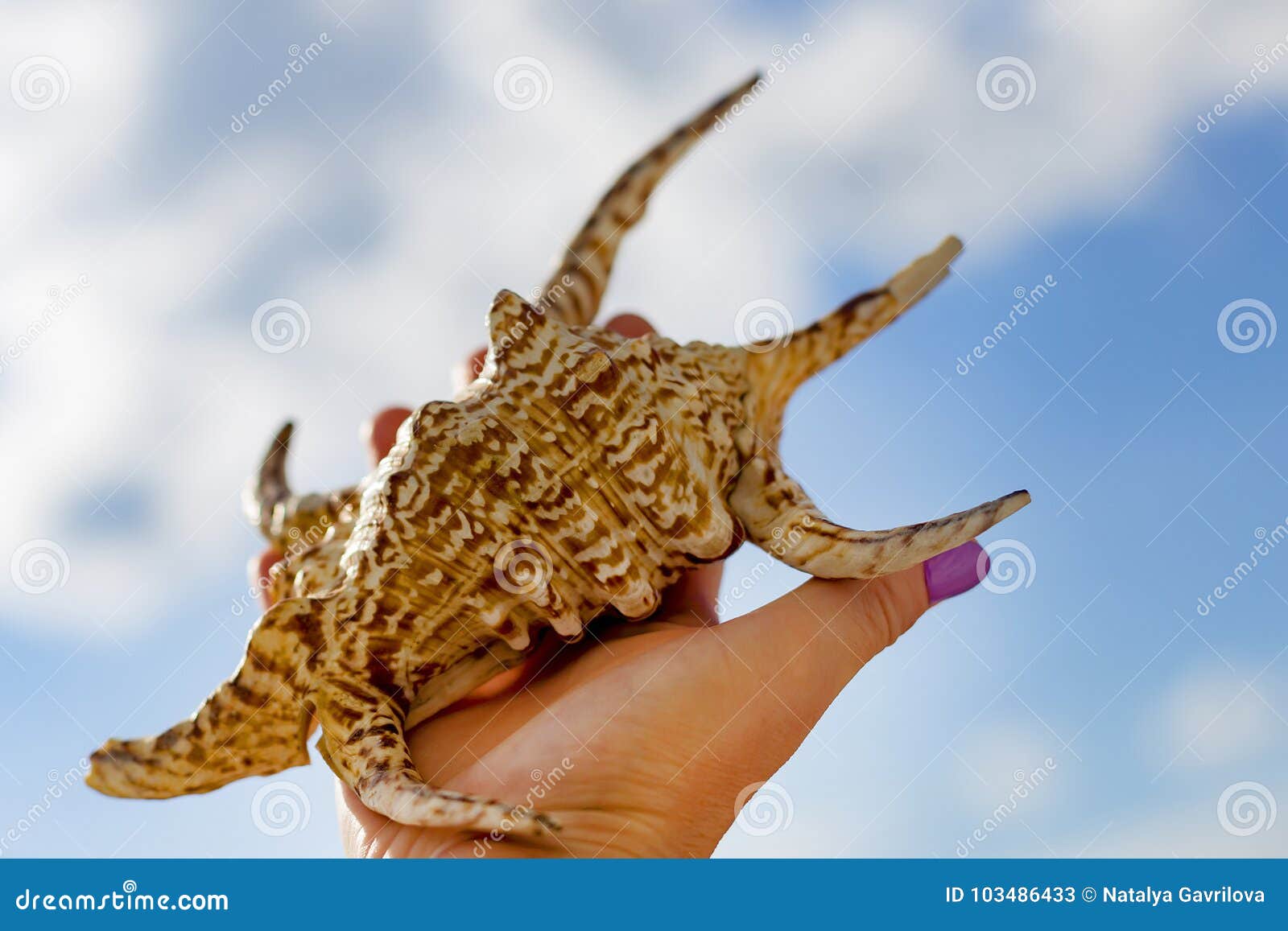 Seashell In The Hand Royalty-Free Stock Photography | CartoonDealer.com ...