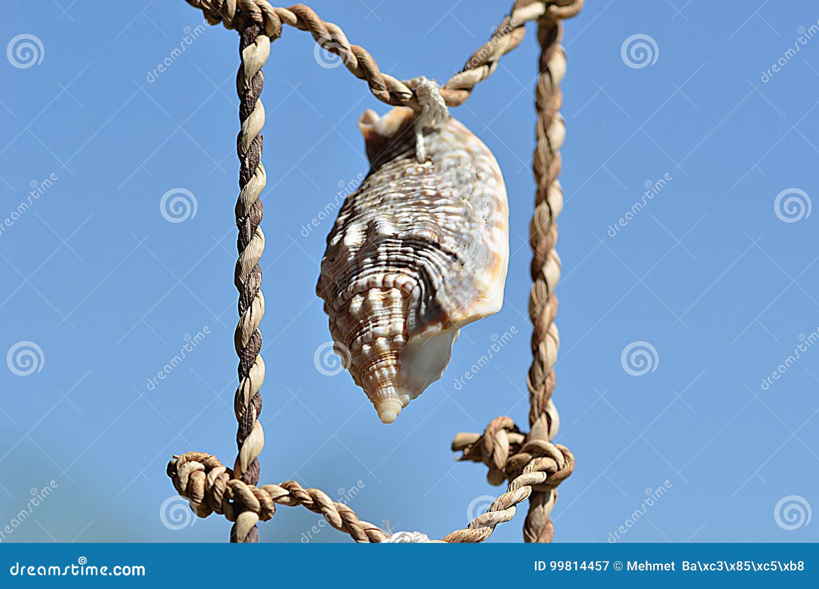 Seashell Hanging in a String Line Stock Image - Image of orange ...