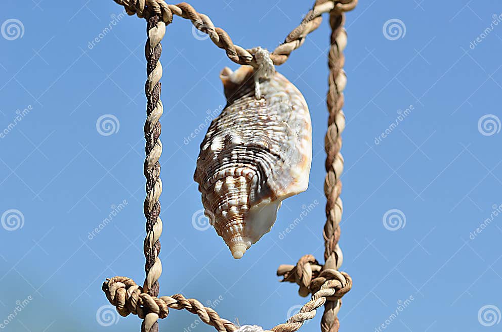 Seashell Hanging in a String Line Stock Image - Image of orange ...