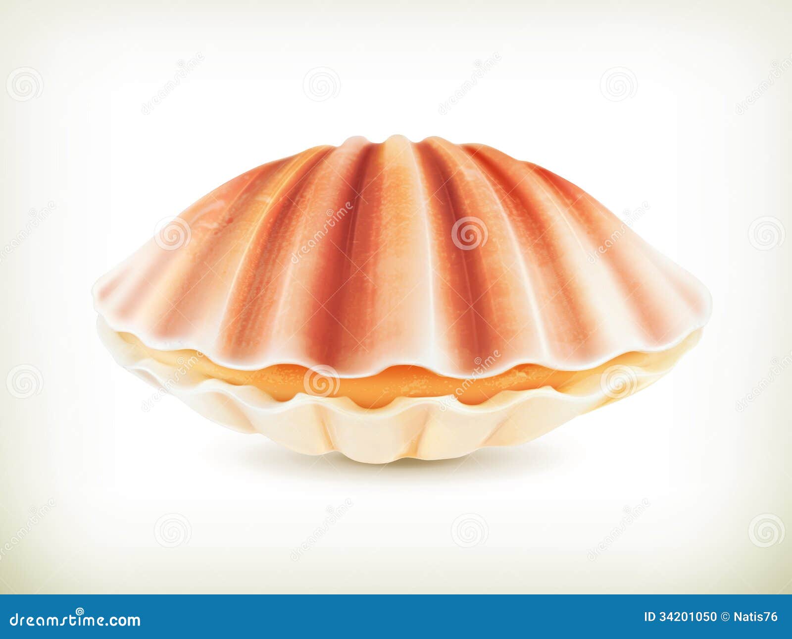 Seashell, High Quality Illustration Stock Vector - Illustration of ...