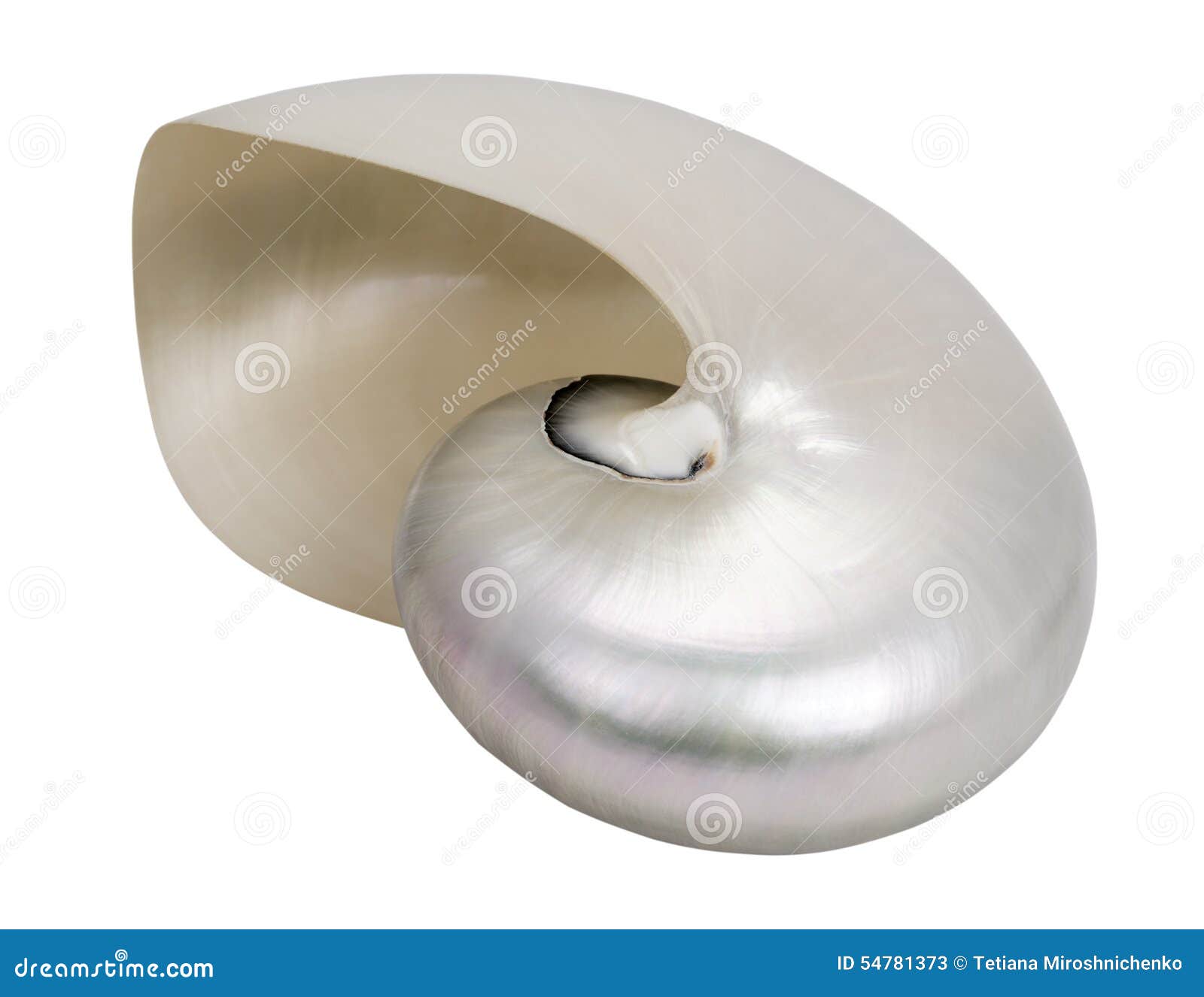 Seashell stock image. Image of curl, blue, beaches, luxury - 54781373