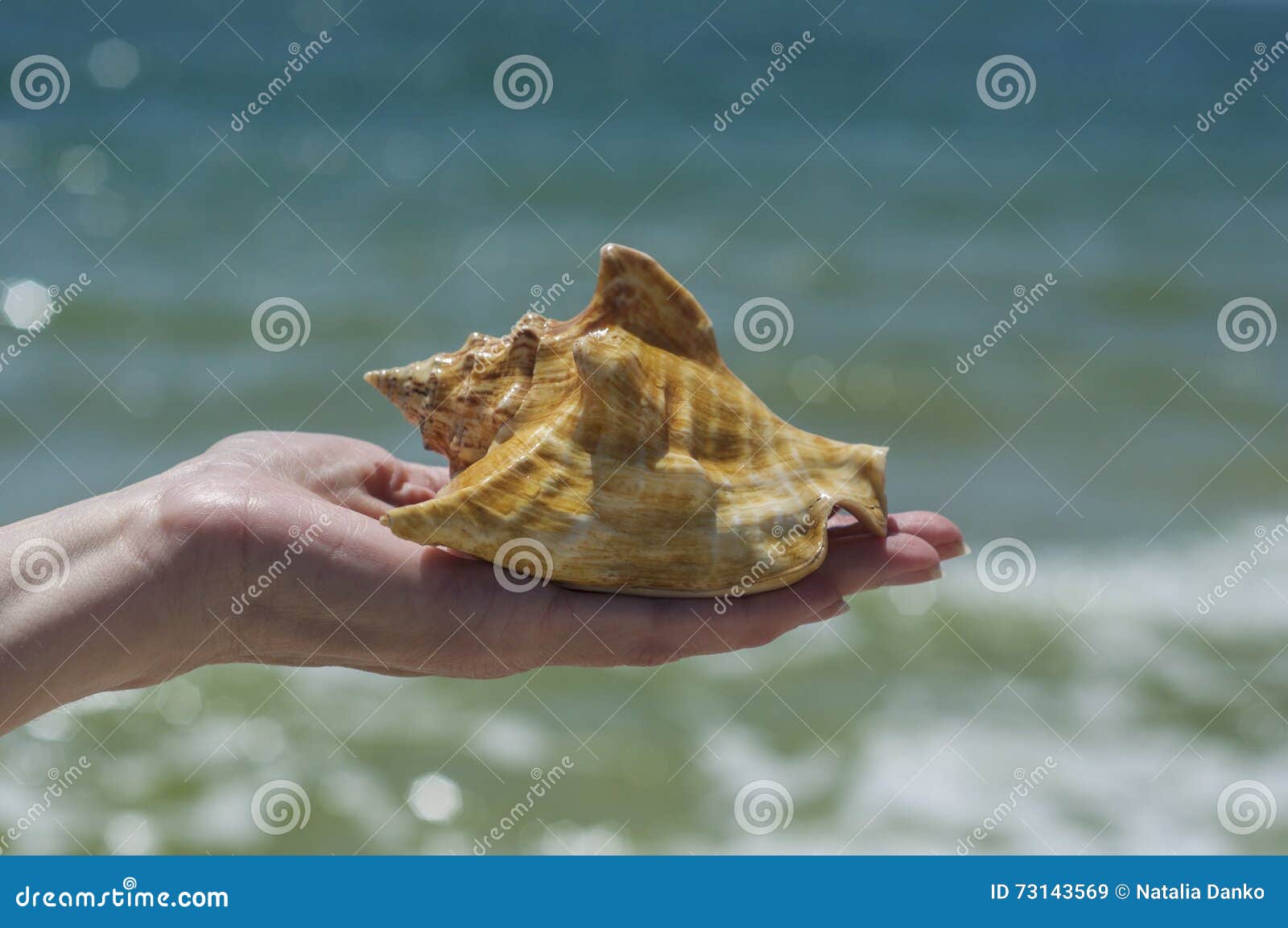 Seashell in human hand stock image. Image of skin, wave - 73143569