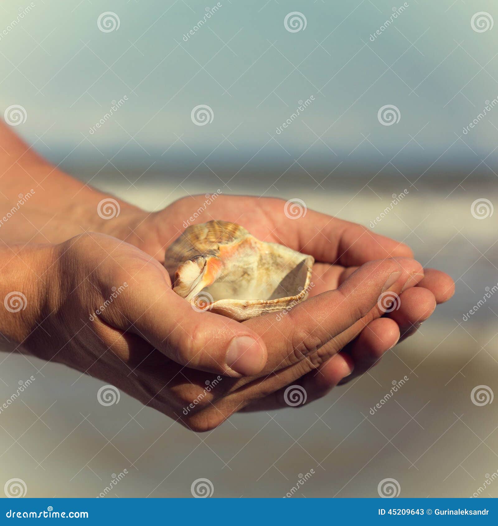 Seashell stock image. Image of tropical, showing, people - 45209643