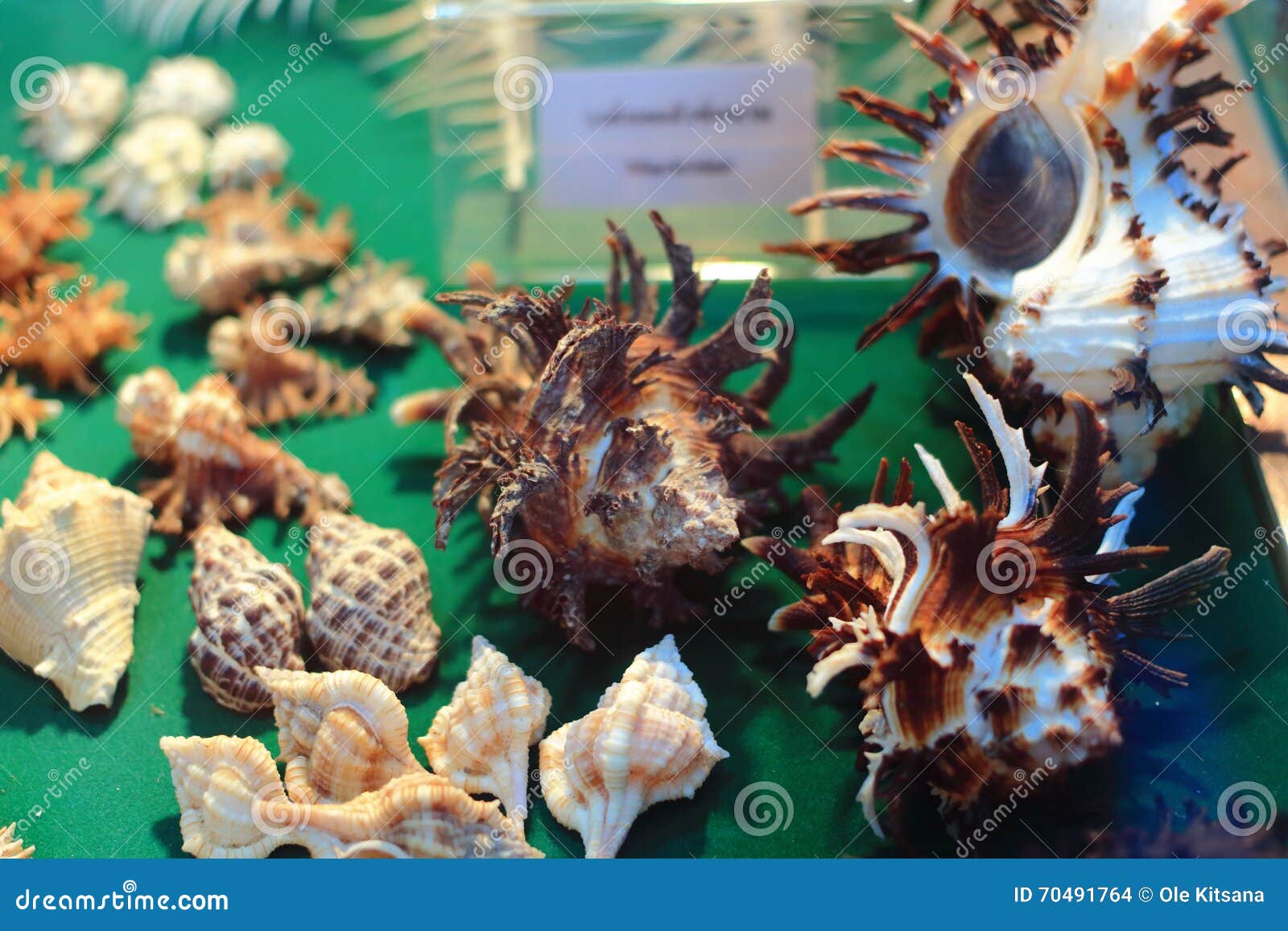 Seashell stock photo. Image of showing, seashell, museum - 70491764